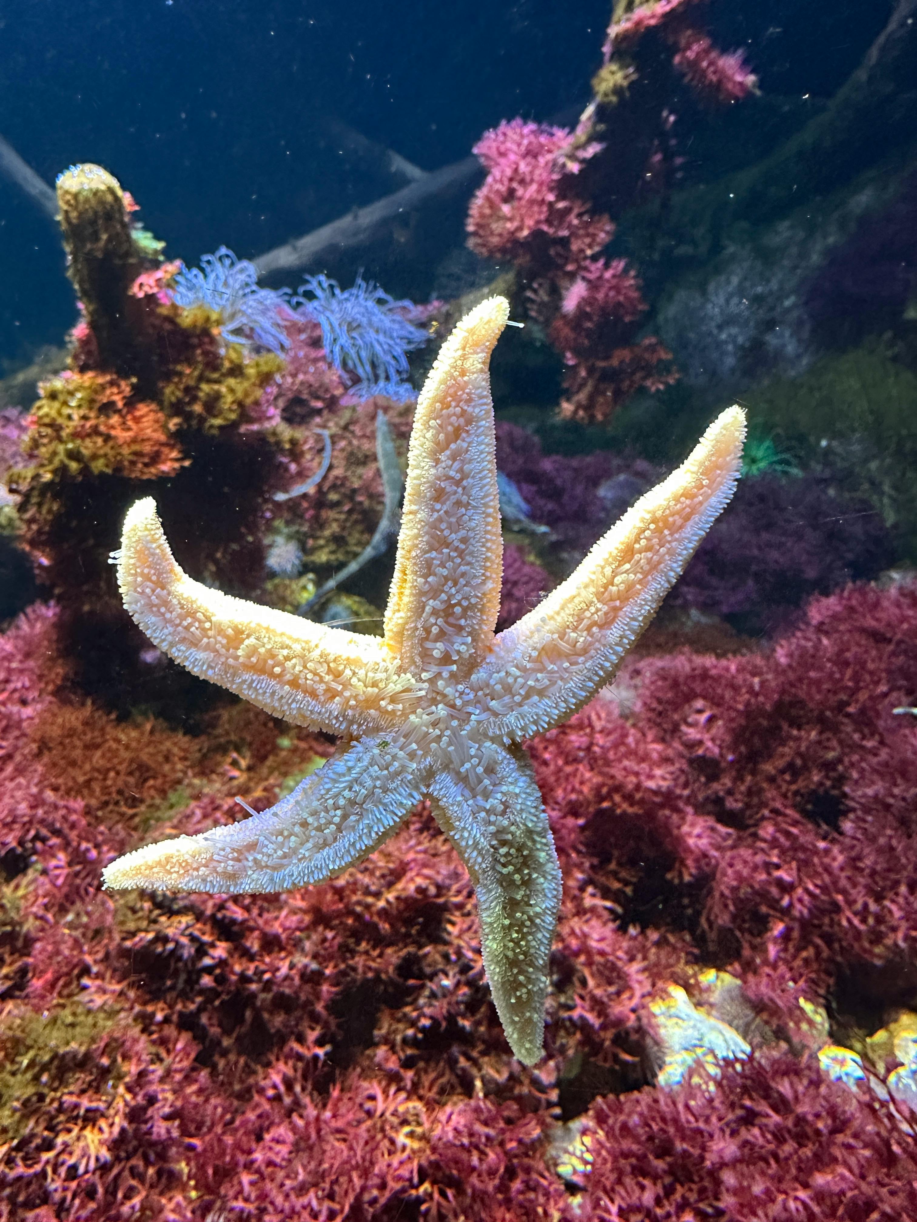 Vibrant Underwater Starfish in Aquarium Setting · Free Stock Photo