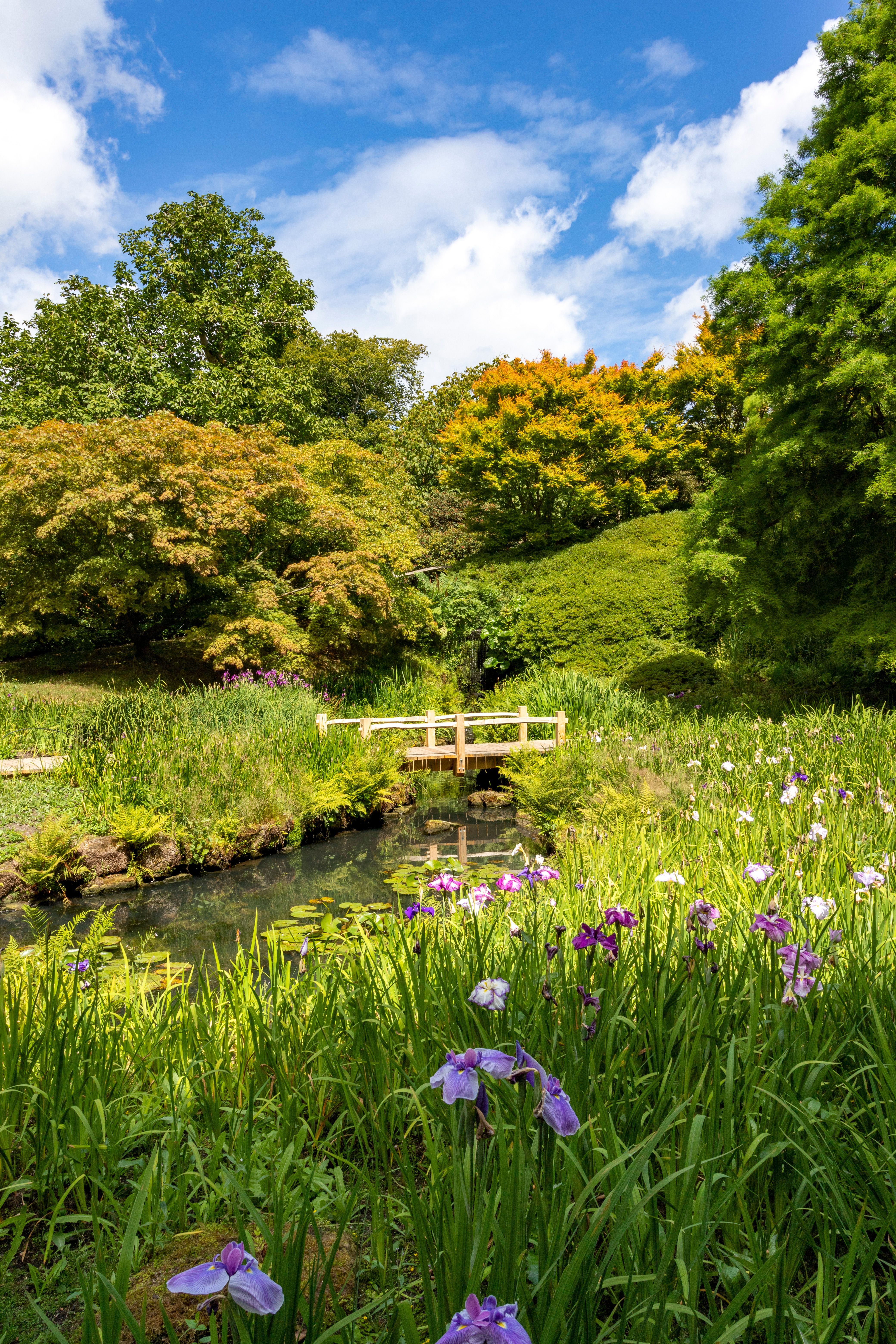 Serene Garden Landscape with Wooden Bridge · Free Stock Photo