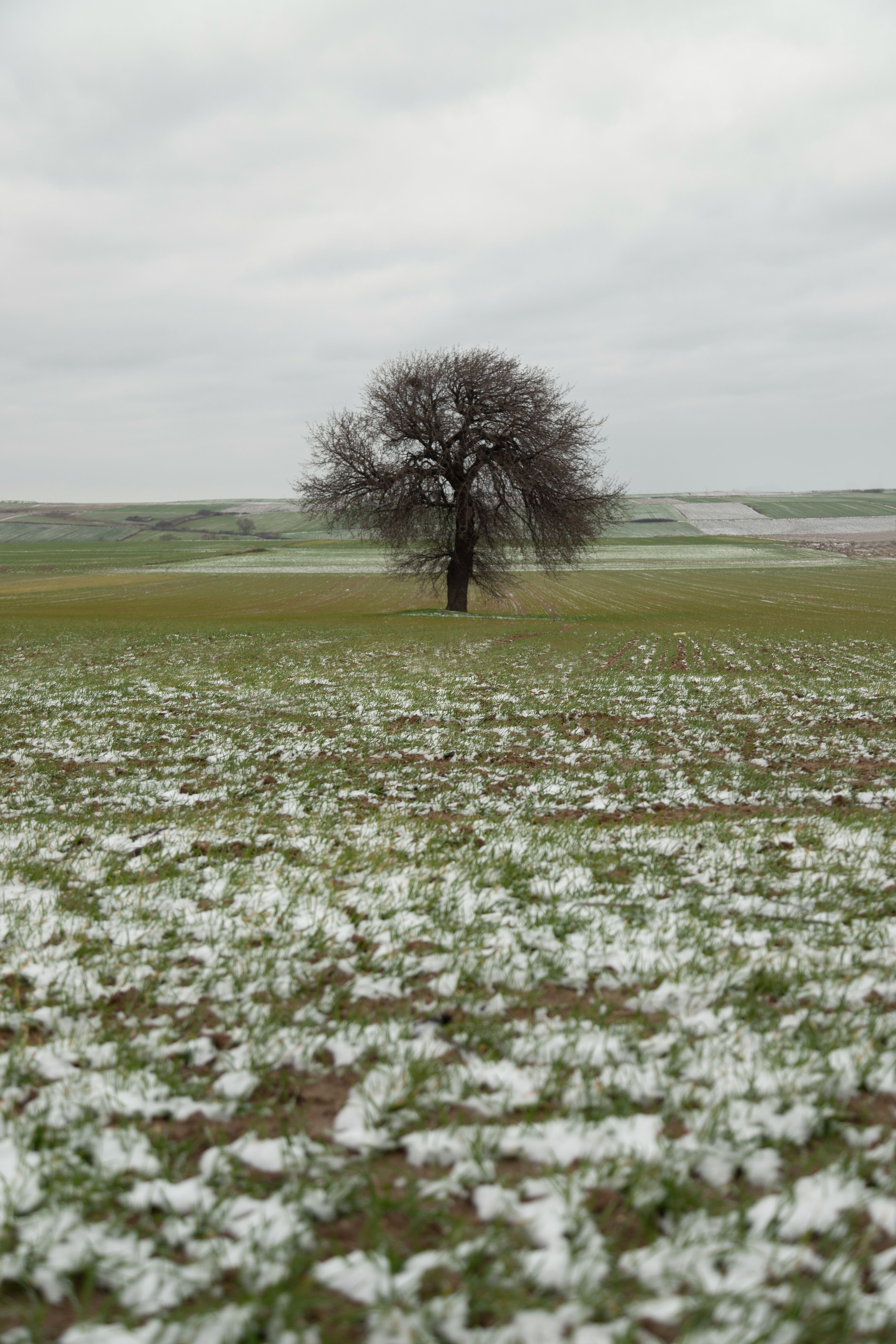 Lone Tree in a Snow-Dusted Countryside Field · Free Stock Photo