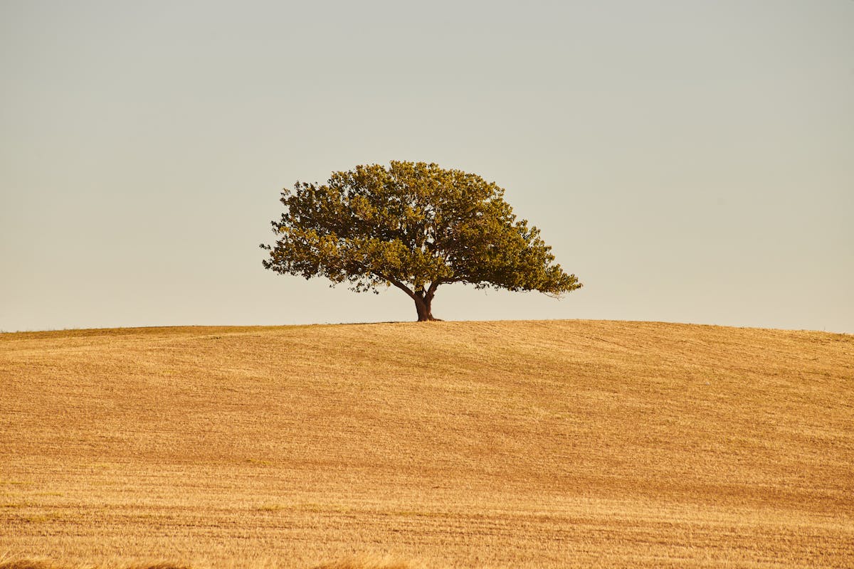 Oak Tree Photos, Download The BEST Free Oak Tree Stock Photos & HD Images