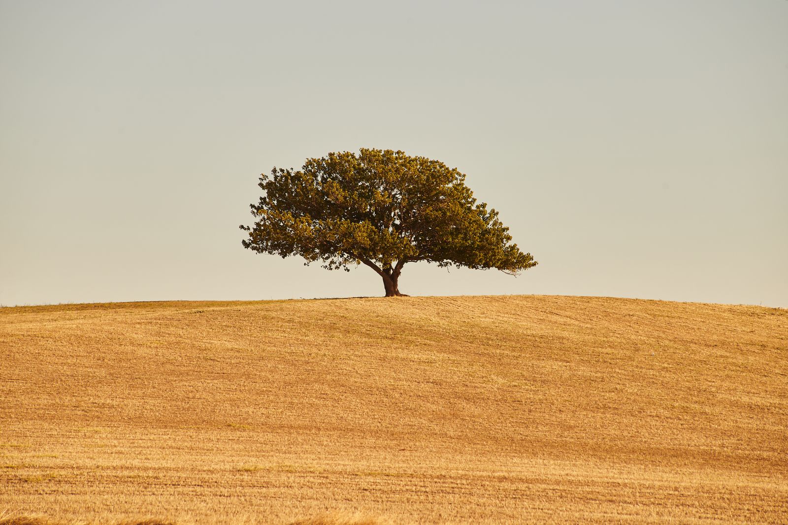 Oak Tree Photos, Download The BEST Free Oak Tree Stock Photos & HD Images