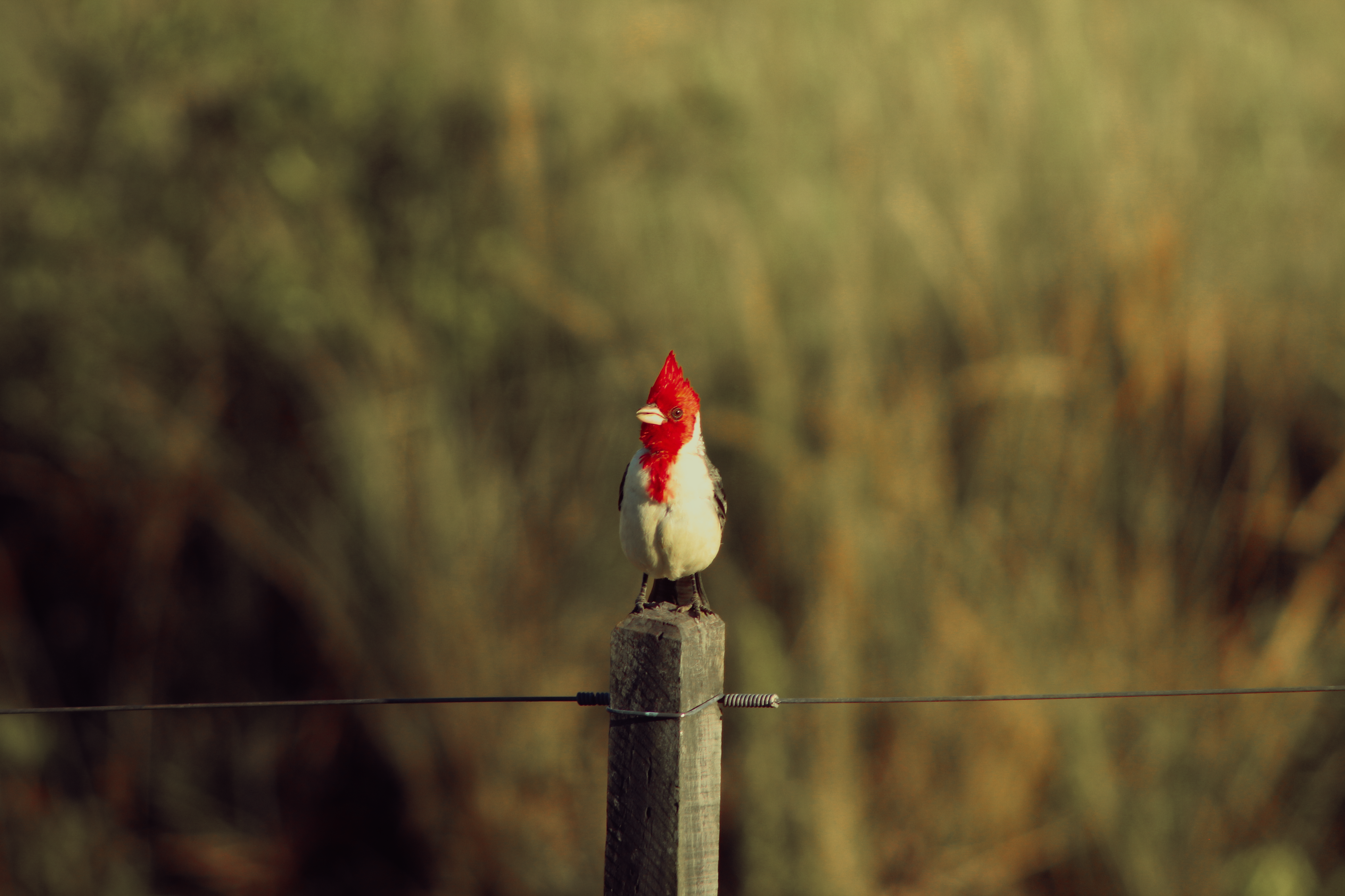 Amish Field Fence Photos, Download The BEST Free Amish Field Fence ...
