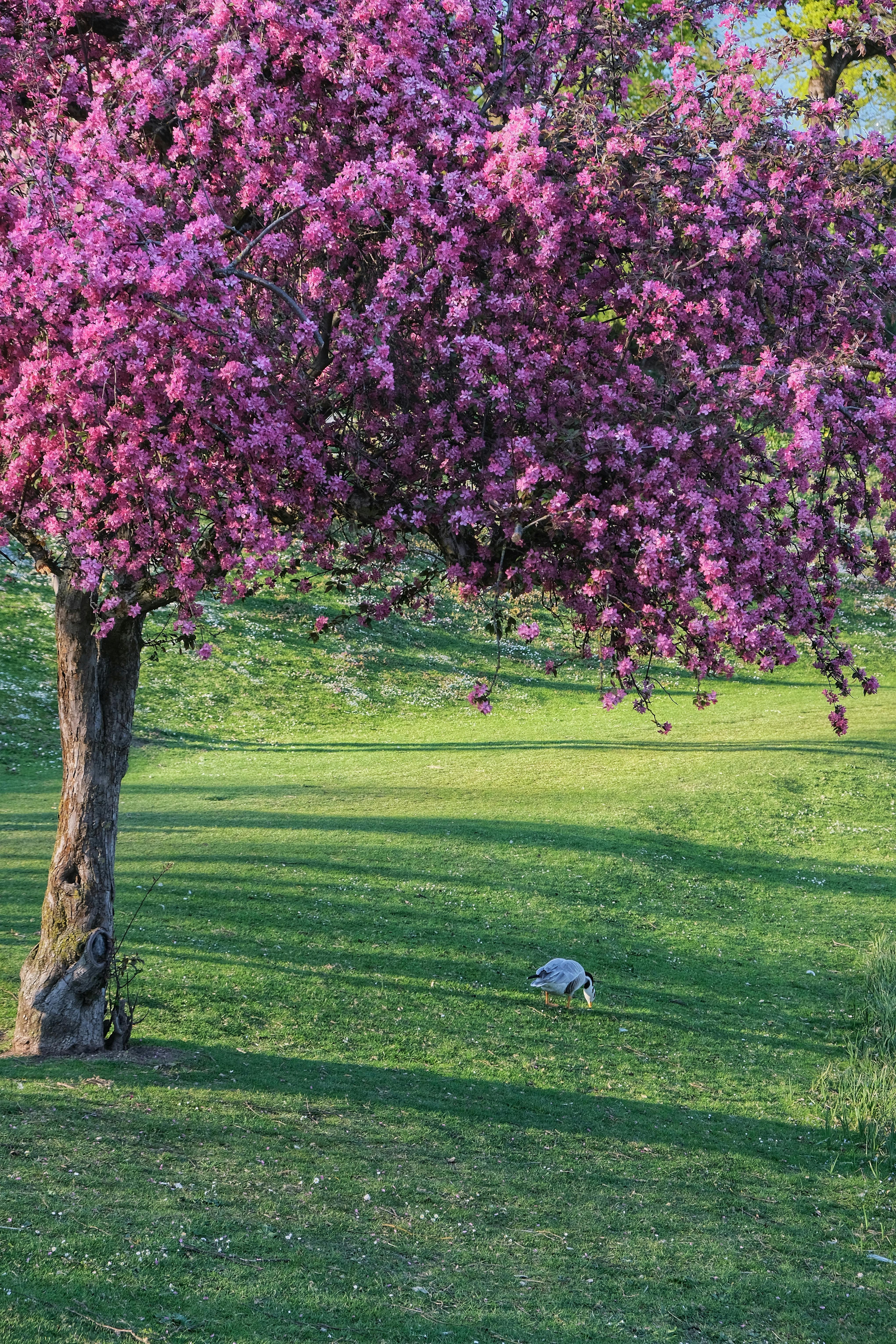 Beautiful Cherry Blossom Tree in Spring Landscape · Free Stock Photo