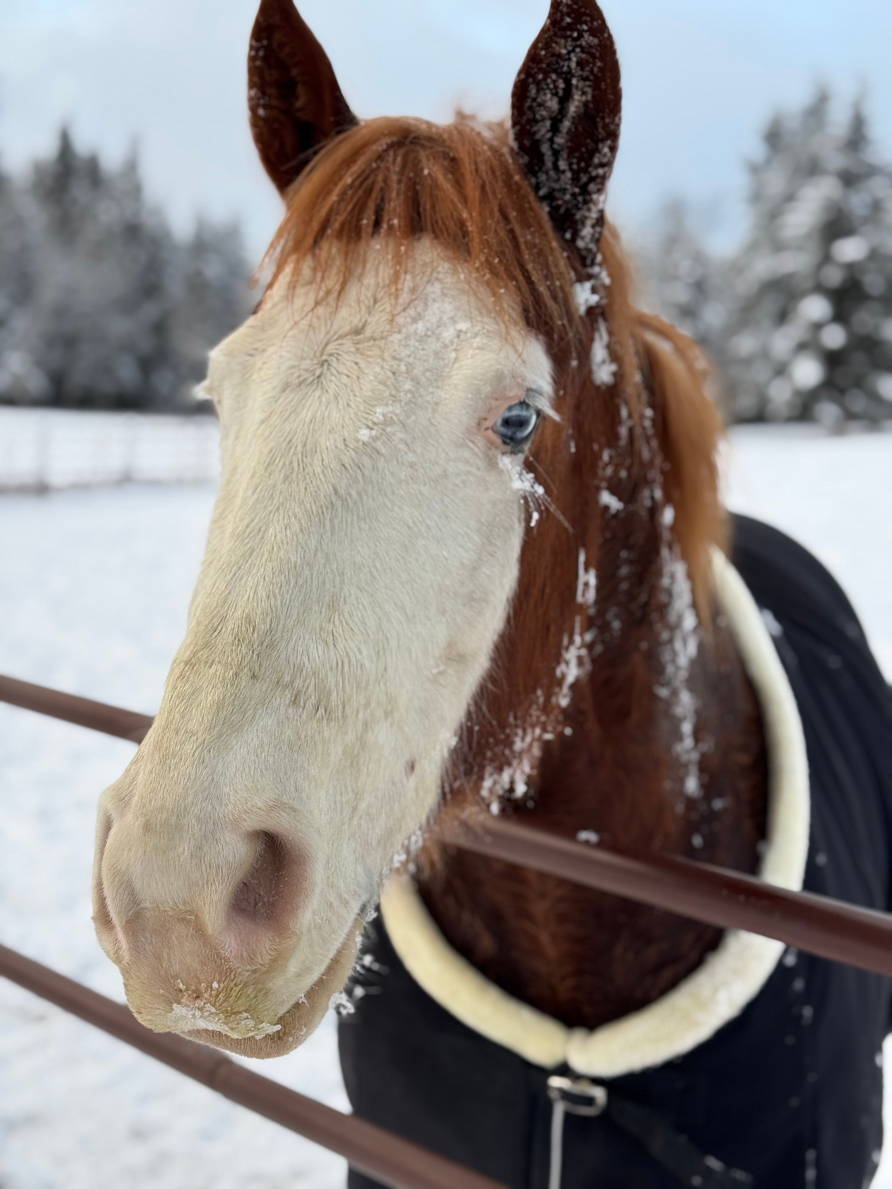 Photo of Brown Pony Standing Near Snow Covered Trees · Free Stock Photo