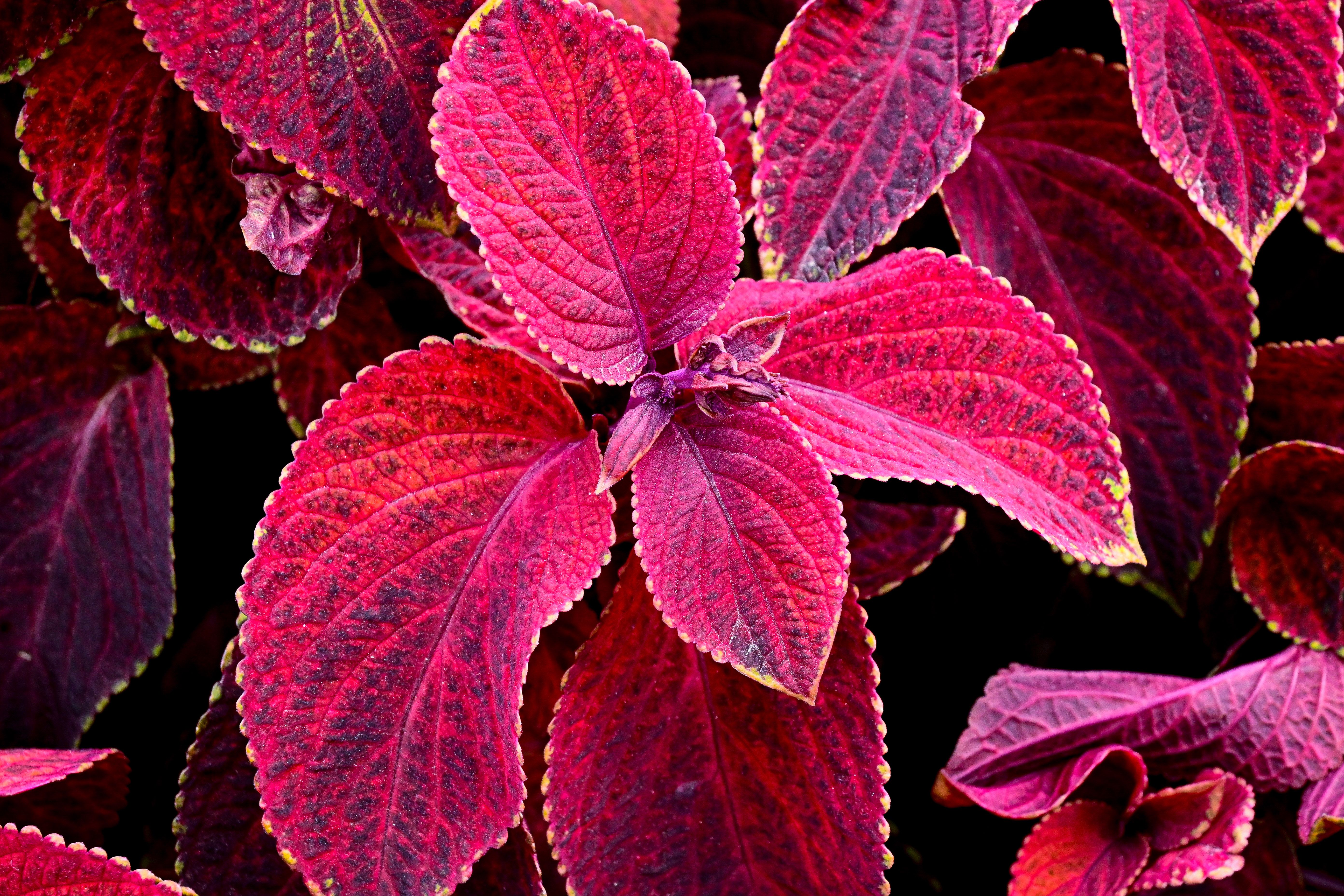Mariposa Coleus Photos, Download The BEST Free Mariposa Coleus Stock ...