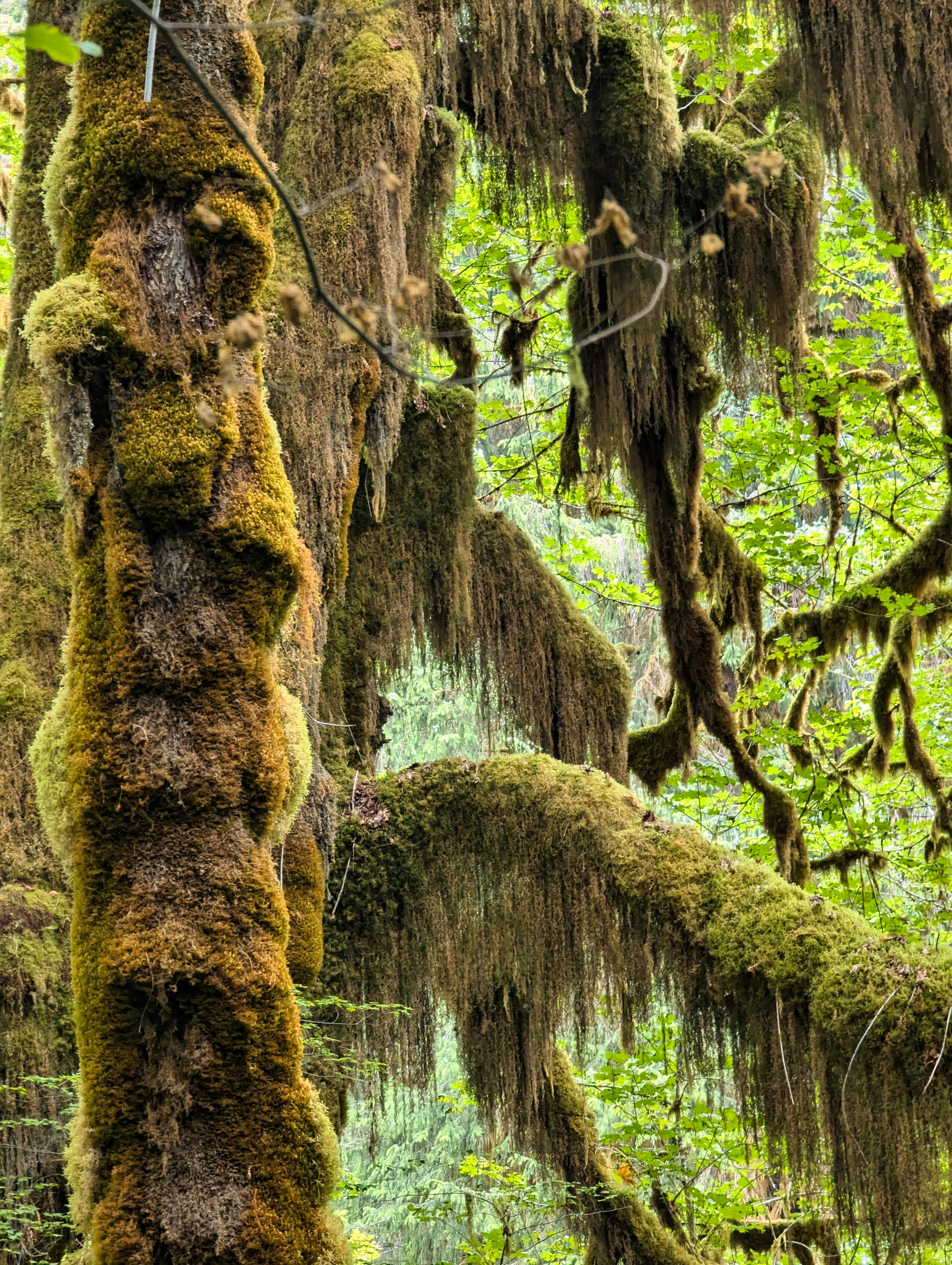 Lush Mossy Forest in Olympic National Park · Free Stock Photo