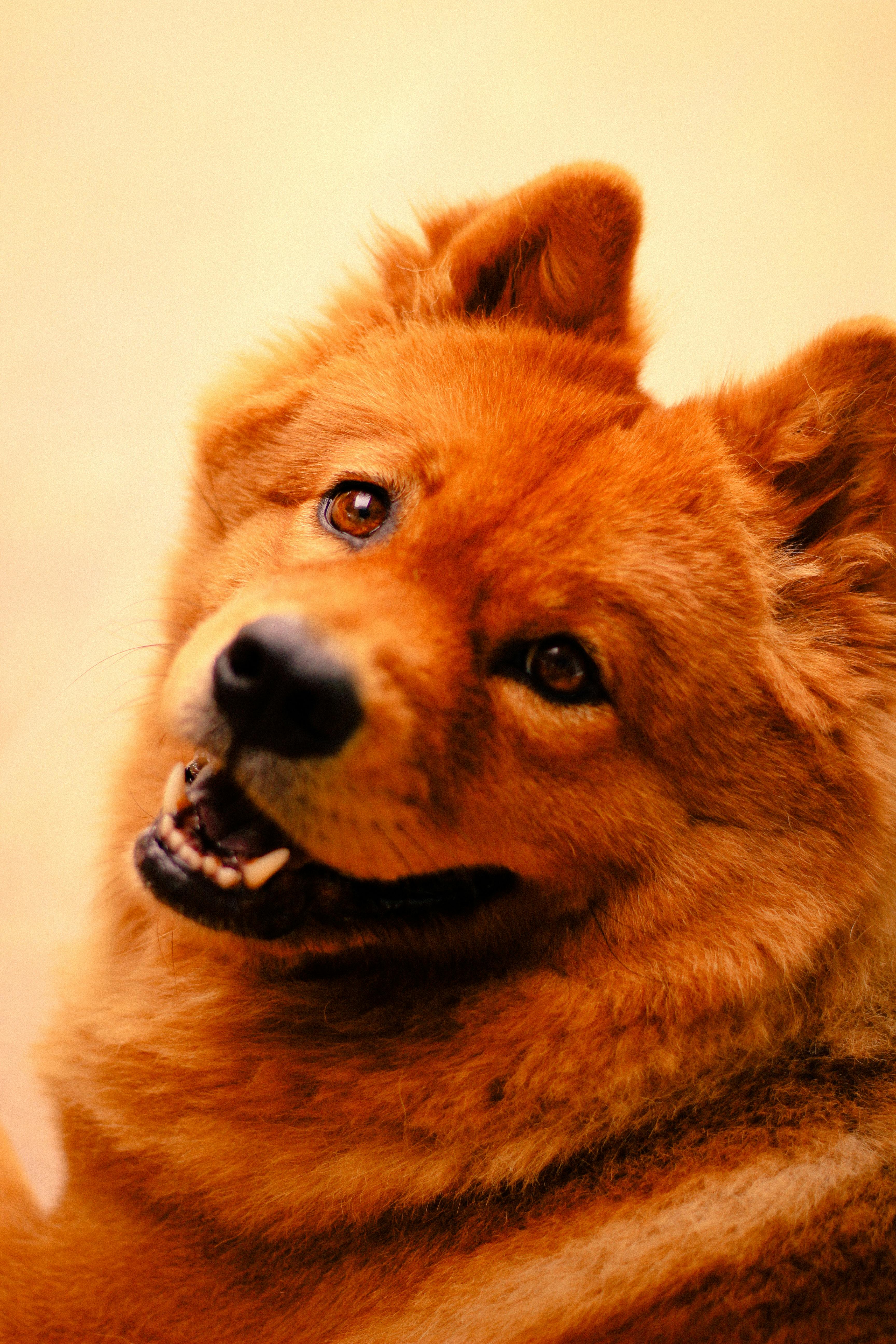 Close-Up of a Smiling Red Dog with Fluffy Fur · Free Stock Photo