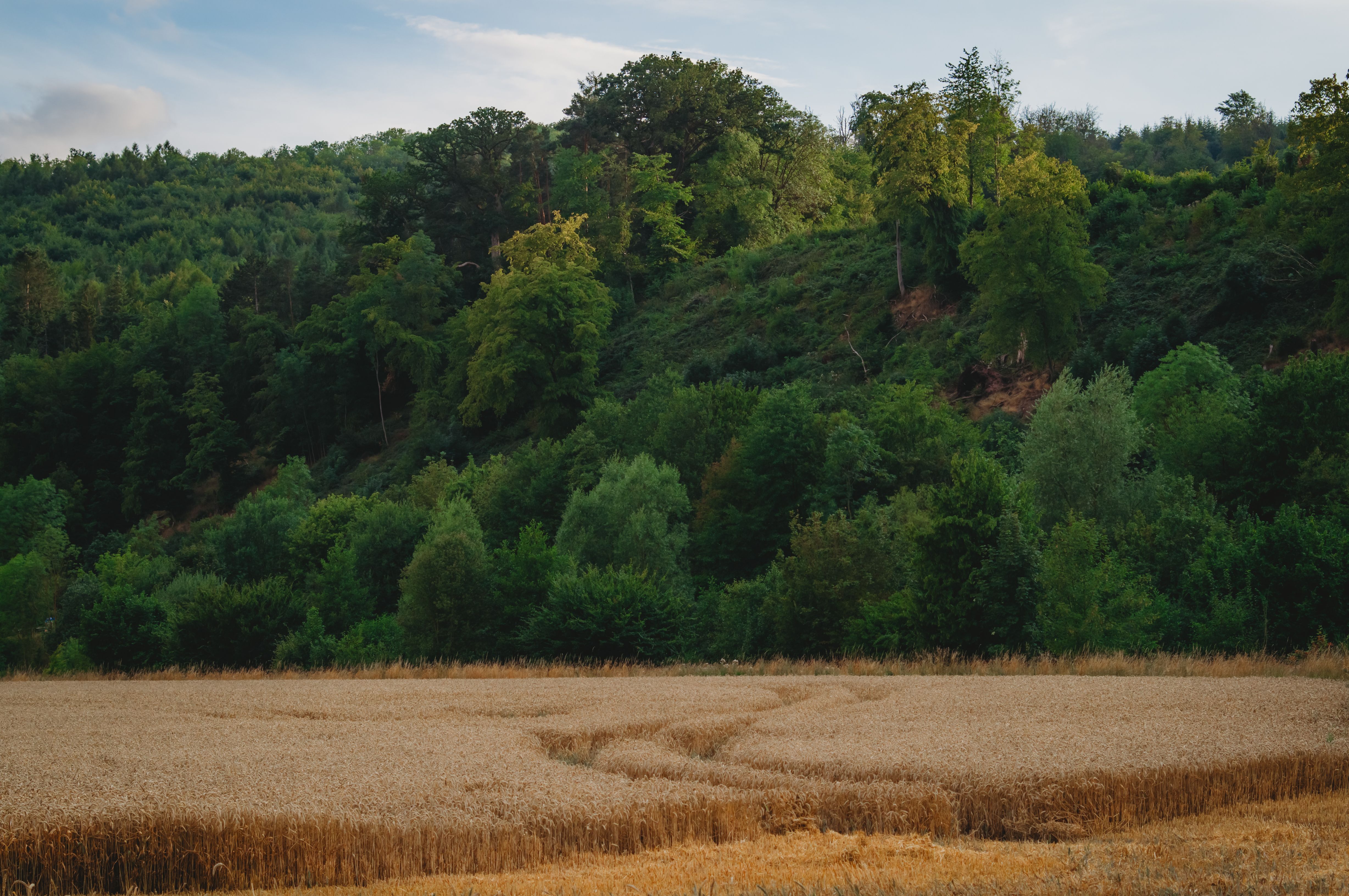 Scenic View of Wheat Field and Forest Hillside · Free Stock Photo