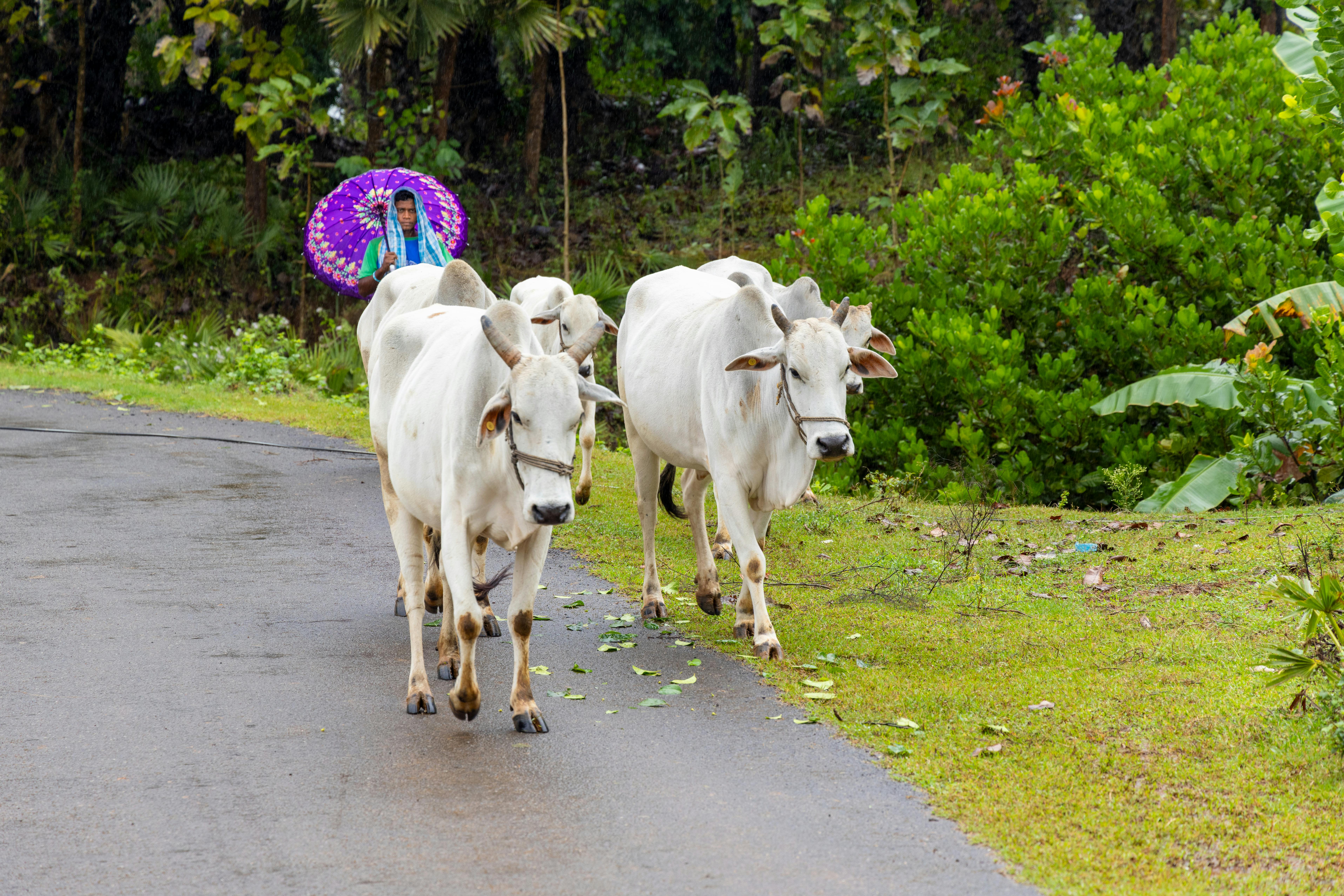 Indian Cow Wallpaper Photos, Download The BEST Free Indian Cow ...