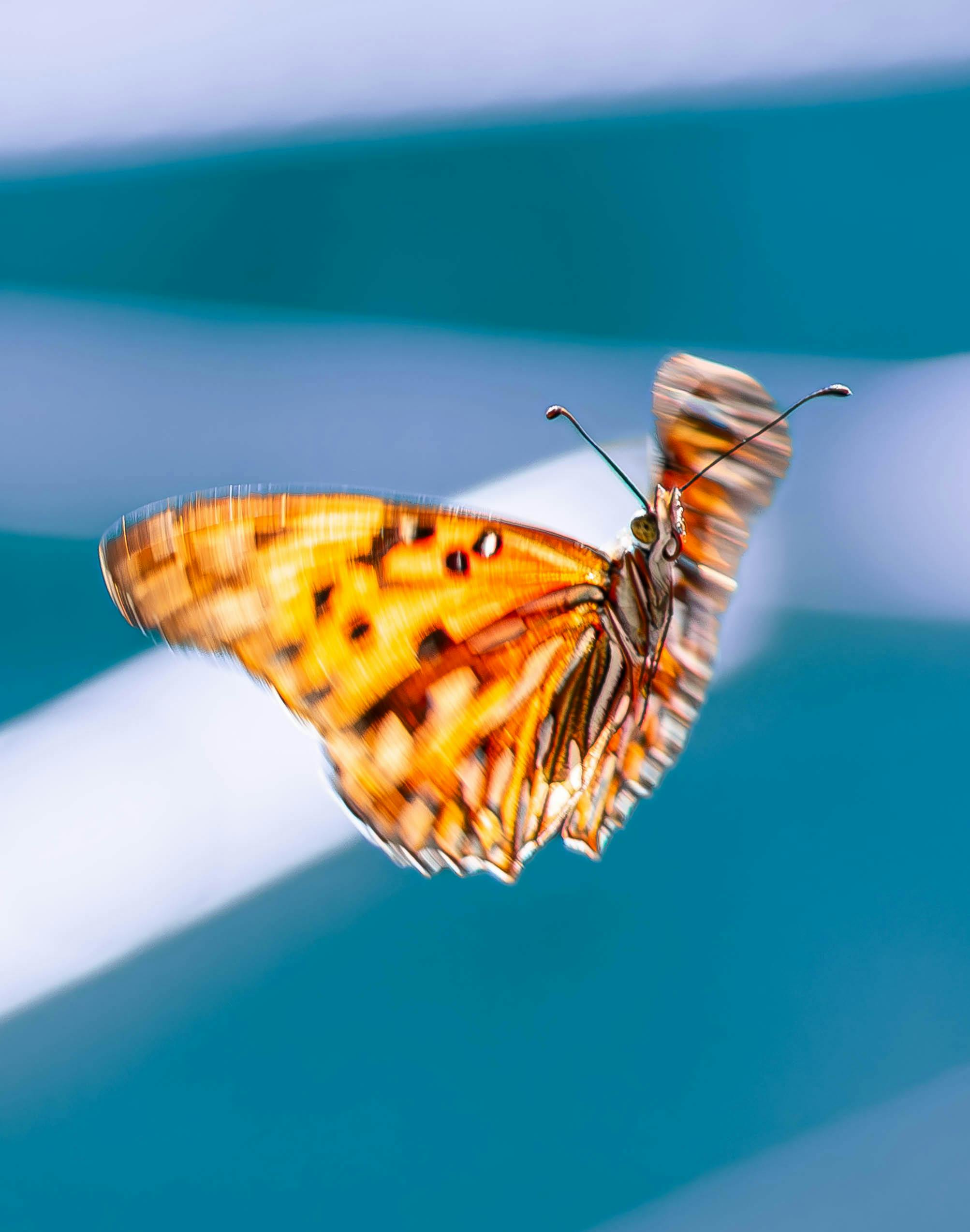 Butterfly Flying Photos, Download The BEST Free Butterfly Flying Stock ...