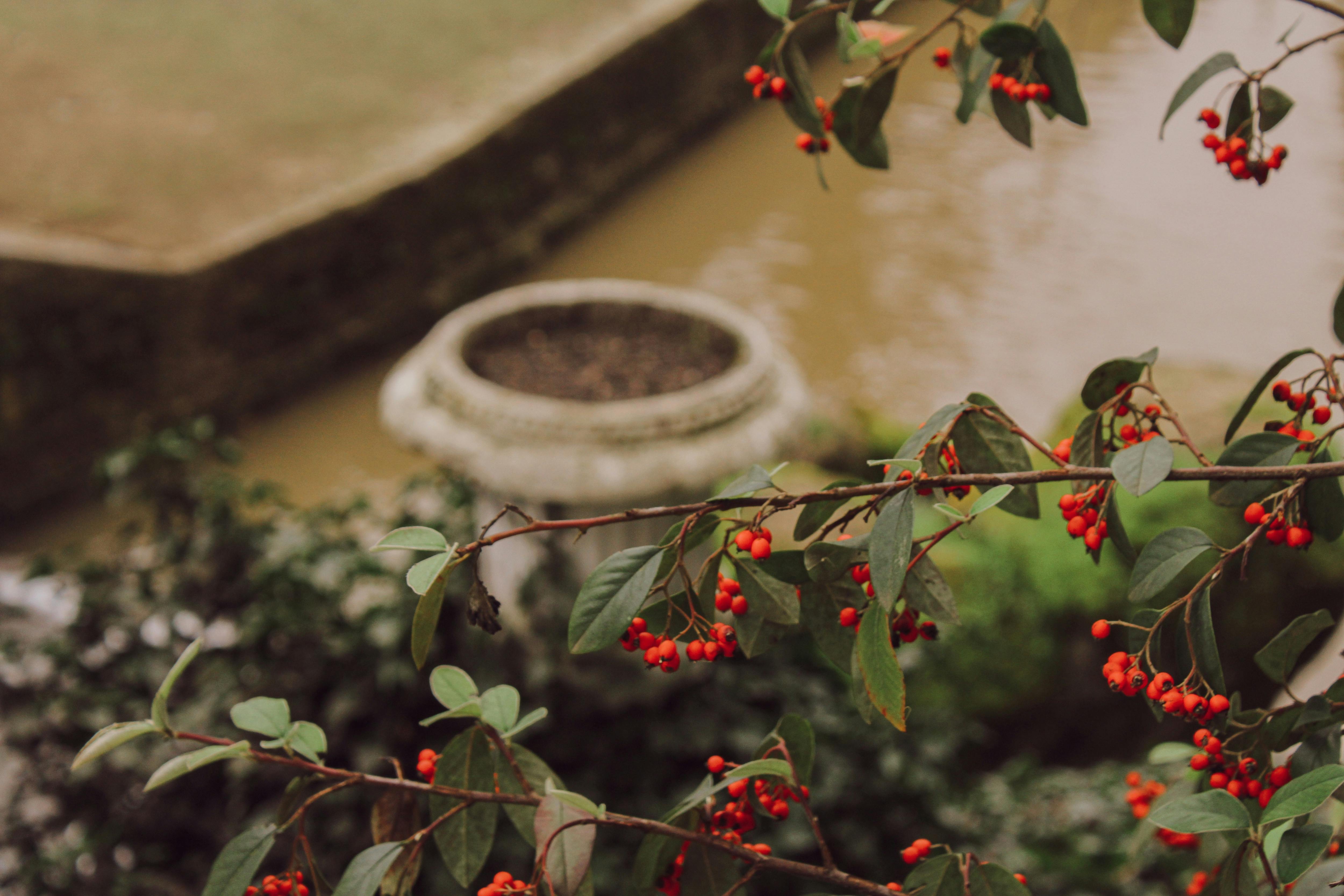 Vibrant Red Berries Overhanging Stone Fountain · Free Stock Photo