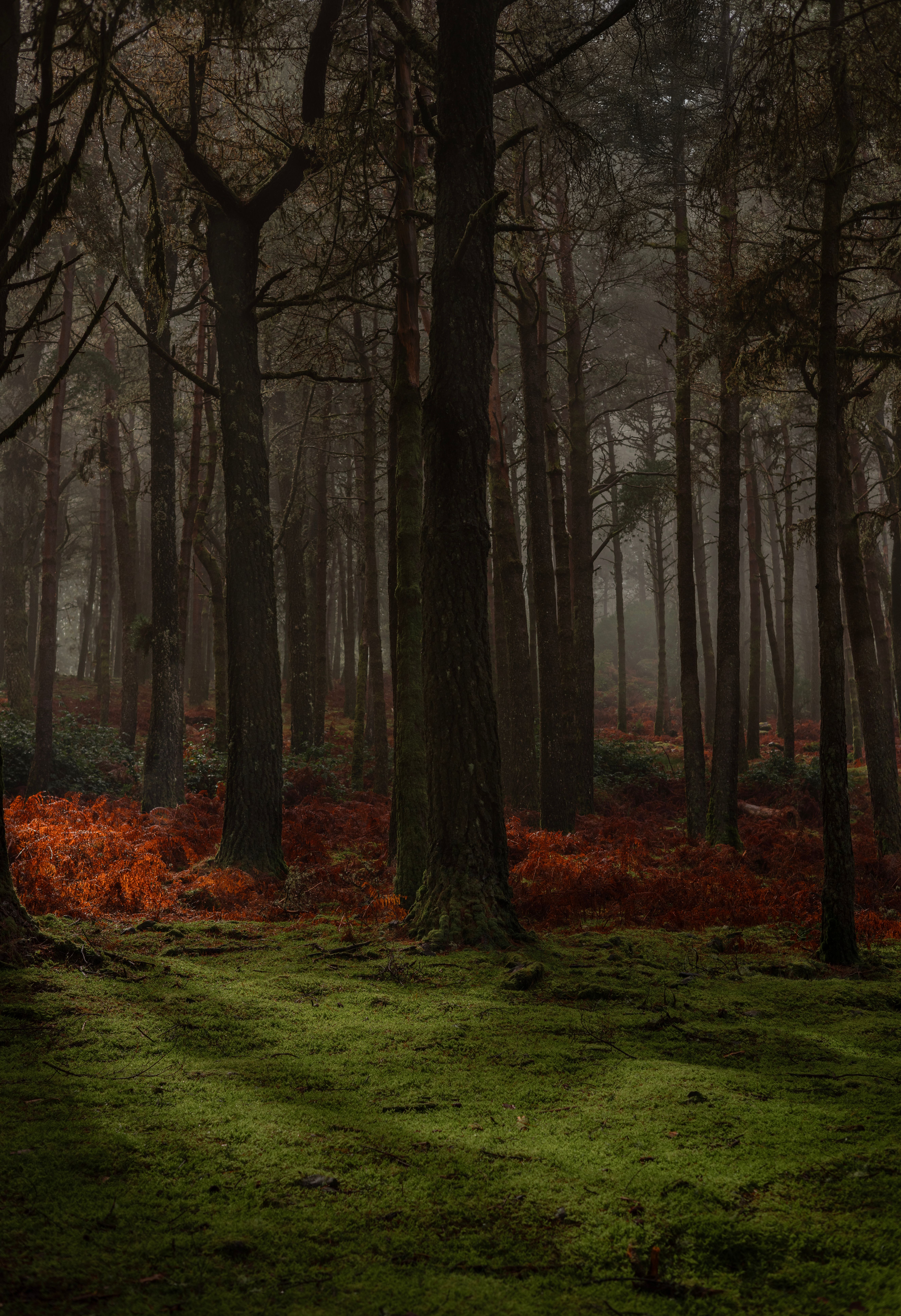 Captivating Forest Photos, Download The BEST Free Captivating Forest ...