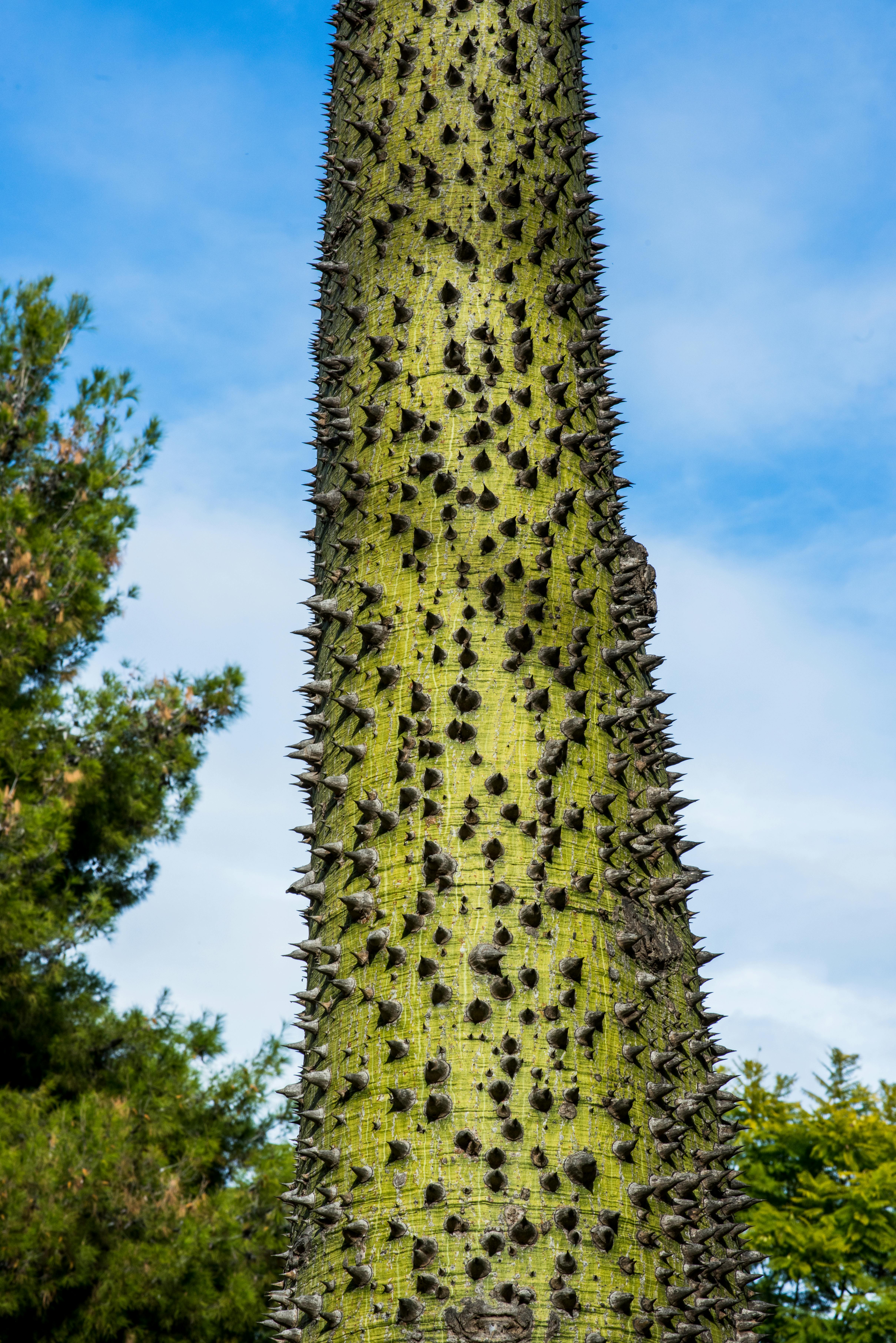 Branchless Trunk Photos, Download The BEST Free Branchless Trunk Stock ...