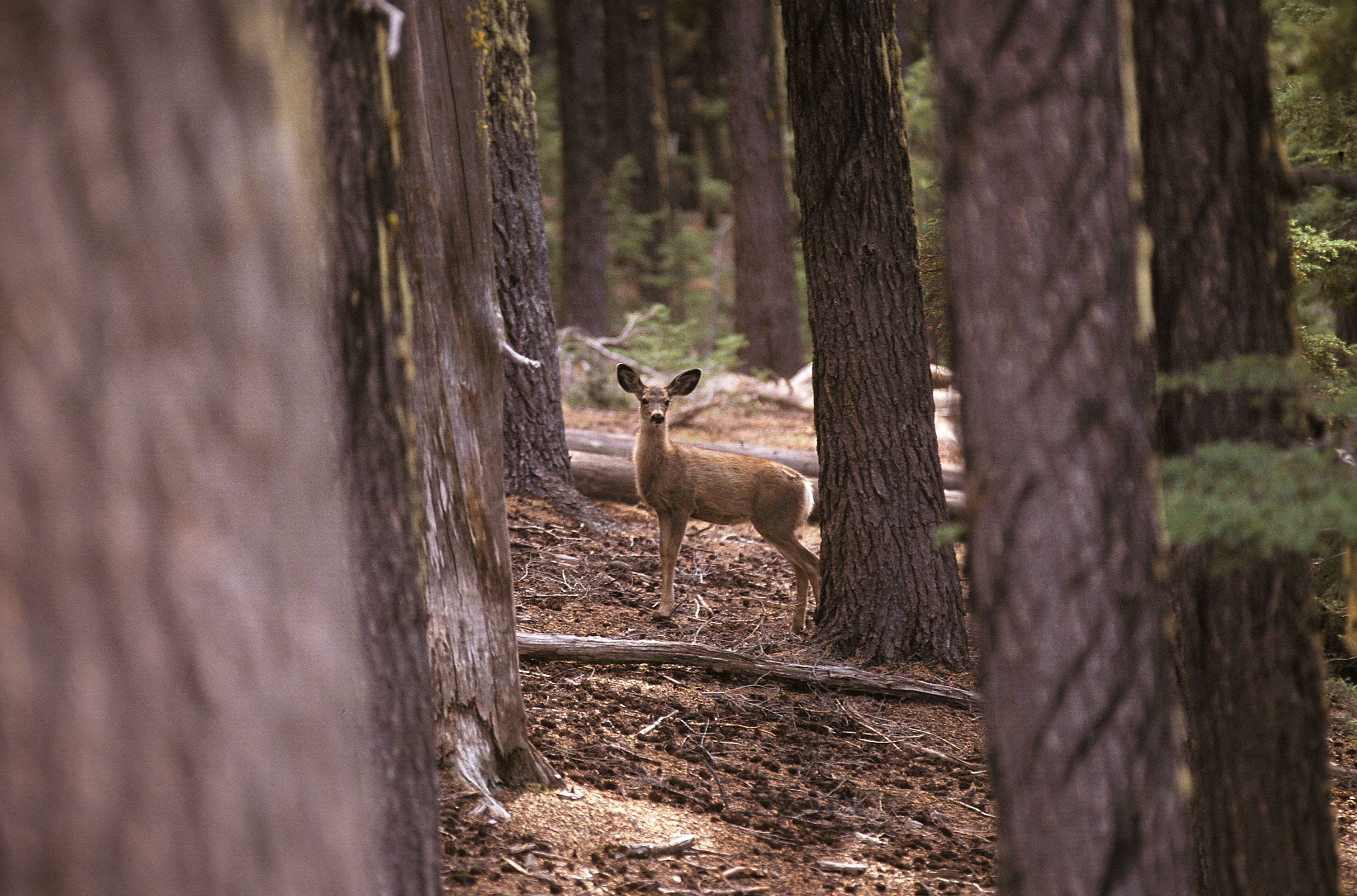 Majestic Fawn in Serene Forest Setting · Free Stock Photo