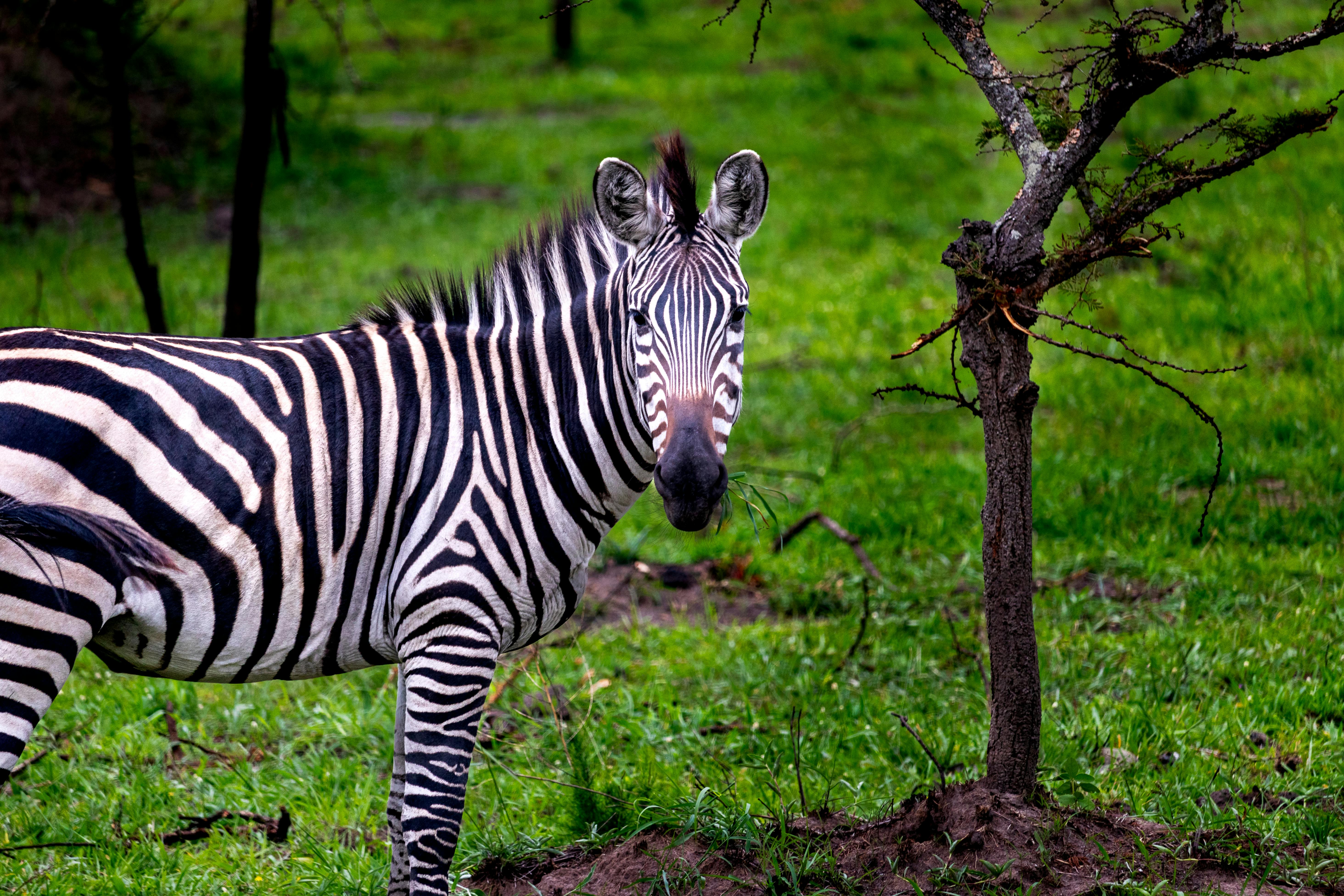 Zebra Grazing in Lush Ugandan Landscape · Free Stock Photo