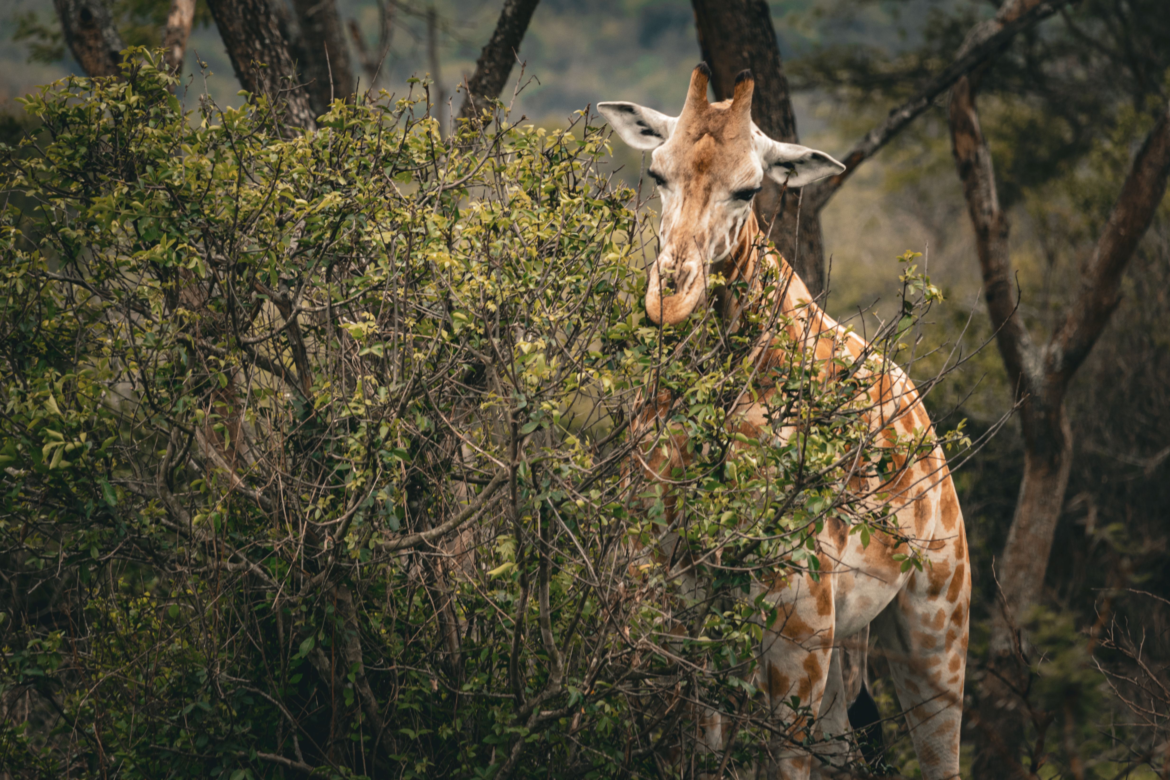 Giraffe Feeding in Lush Ugandan Forest · Free Stock Photo