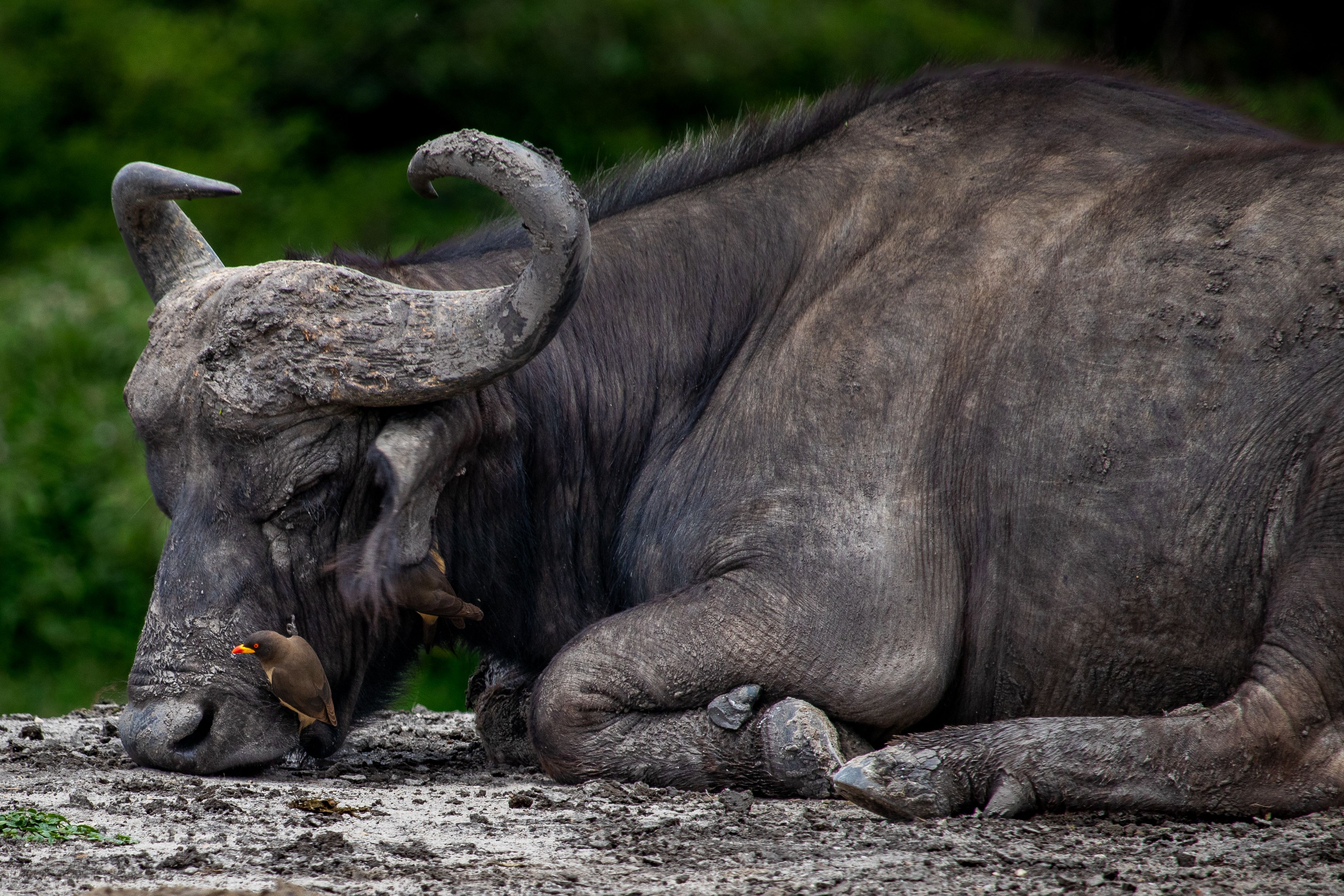 Buffalo Resting with Birds in Ugandan Wilderness · Free Stock Photo