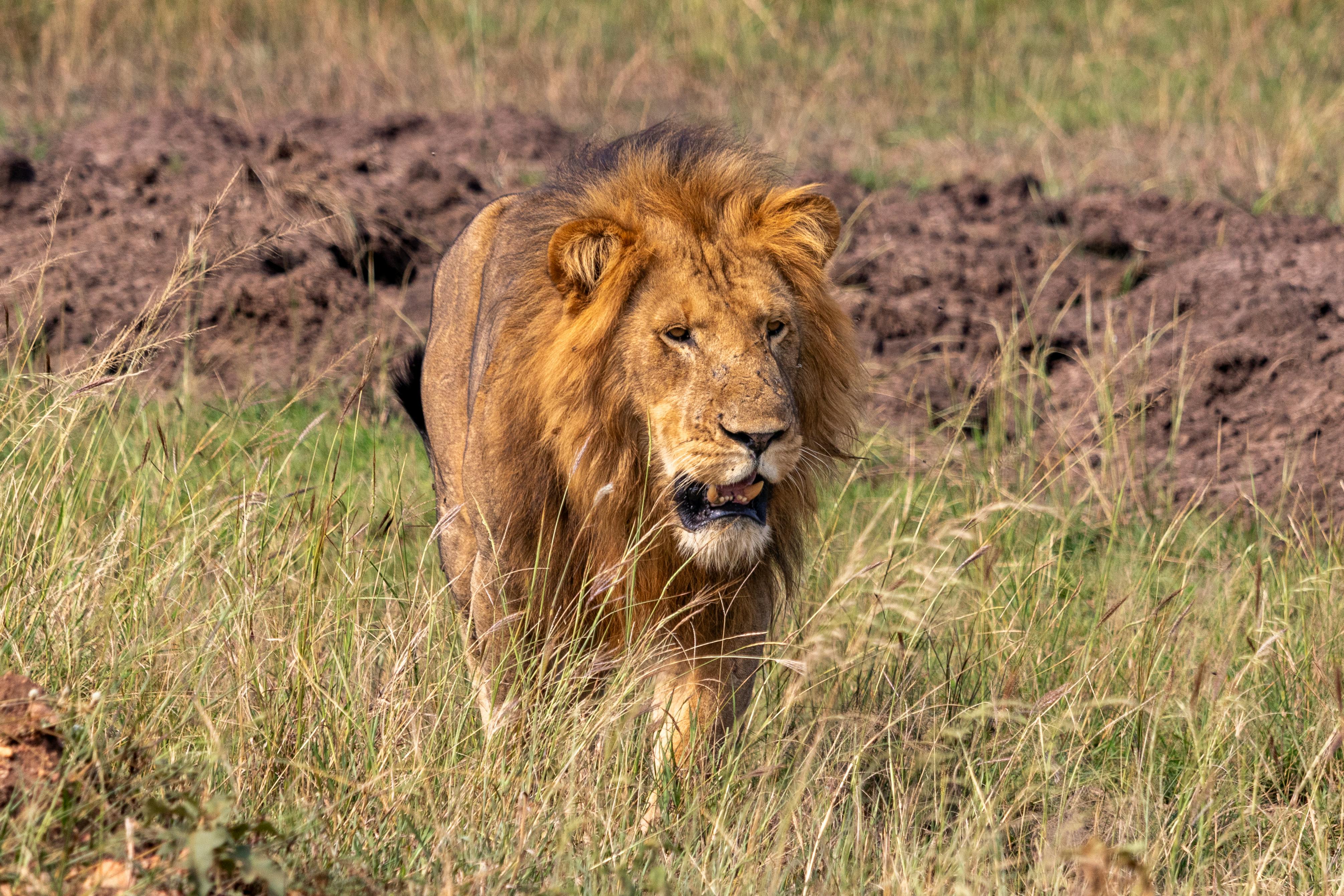 Majestic Lion Roaming the African Savanna · Free Stock Photo