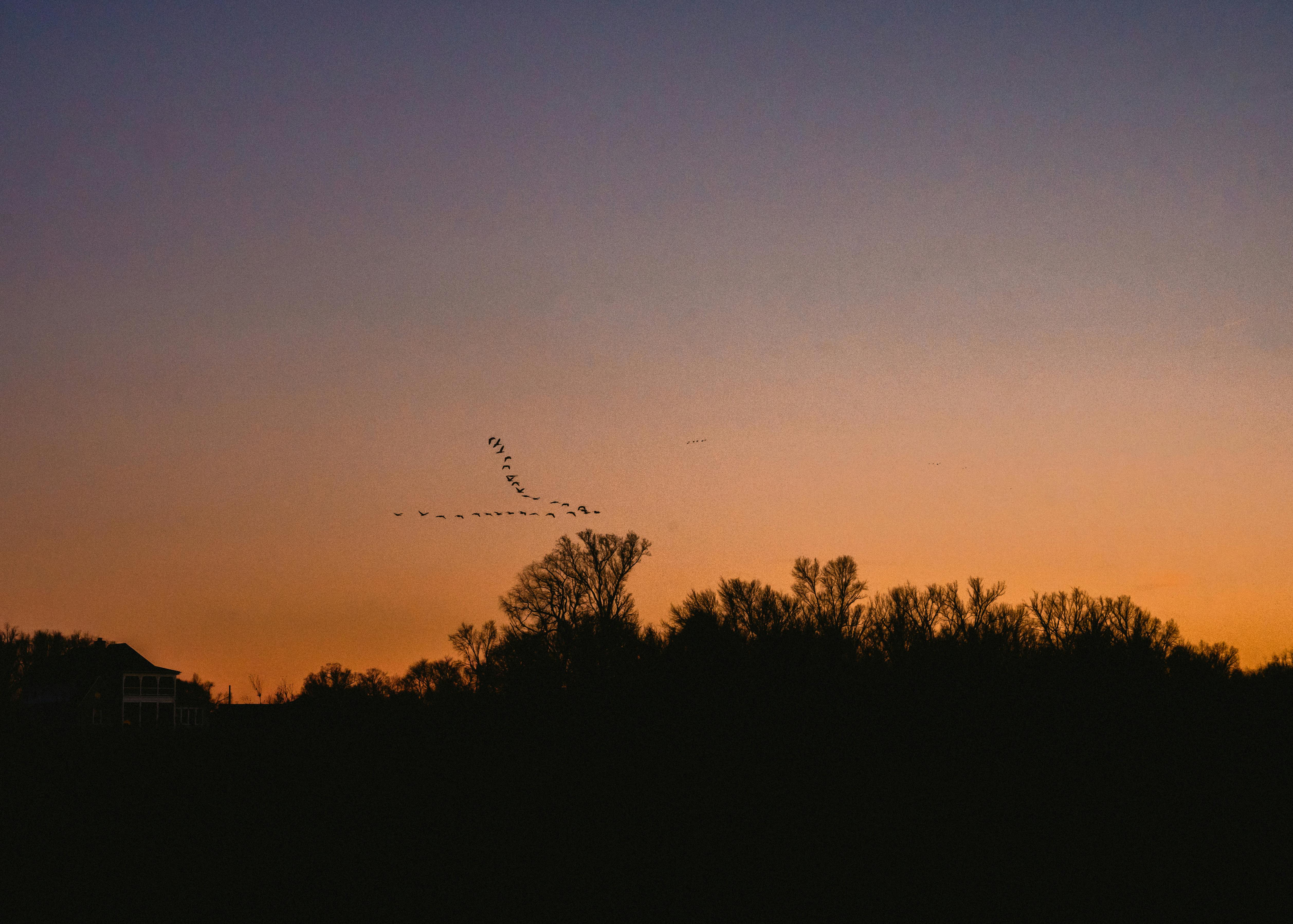 Sunset Sky with Birds Over Forest Horizon · Free Stock Photo