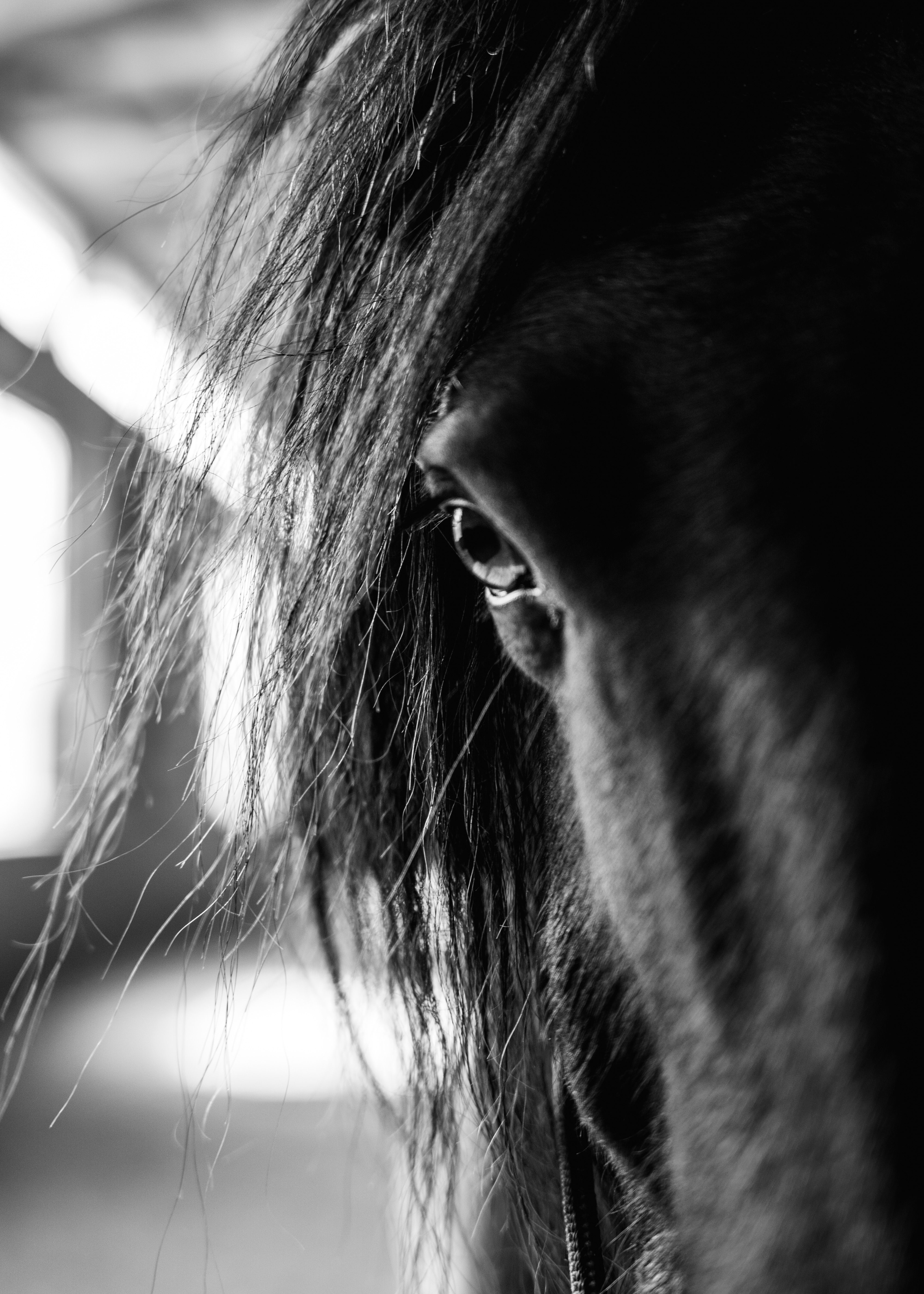 Mane Elegant Photos, Download The BEST Free Mane Elegant Stock Photos ...