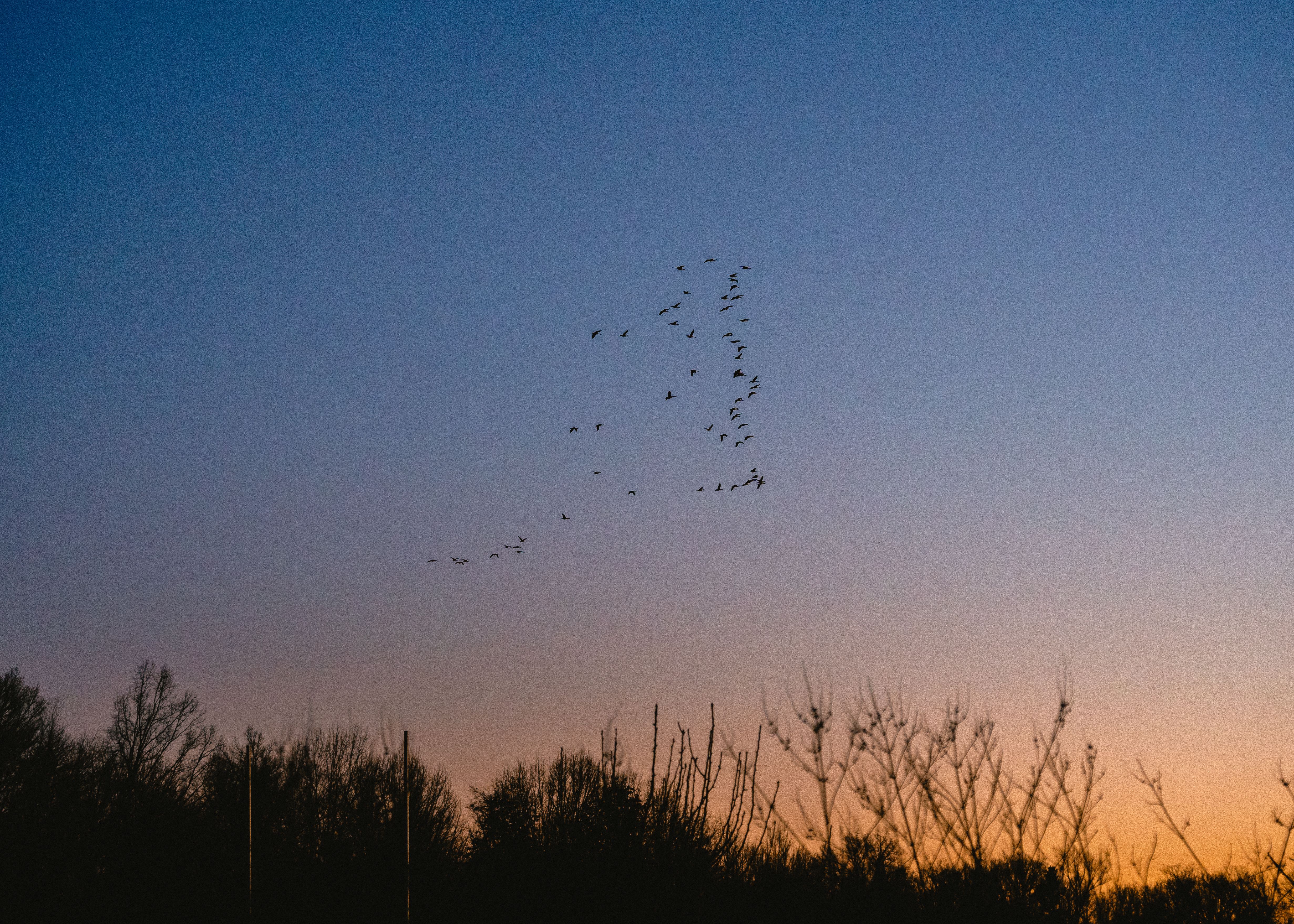 Birds Migrating In The Fall Photos, Download The BEST Free Birds ...