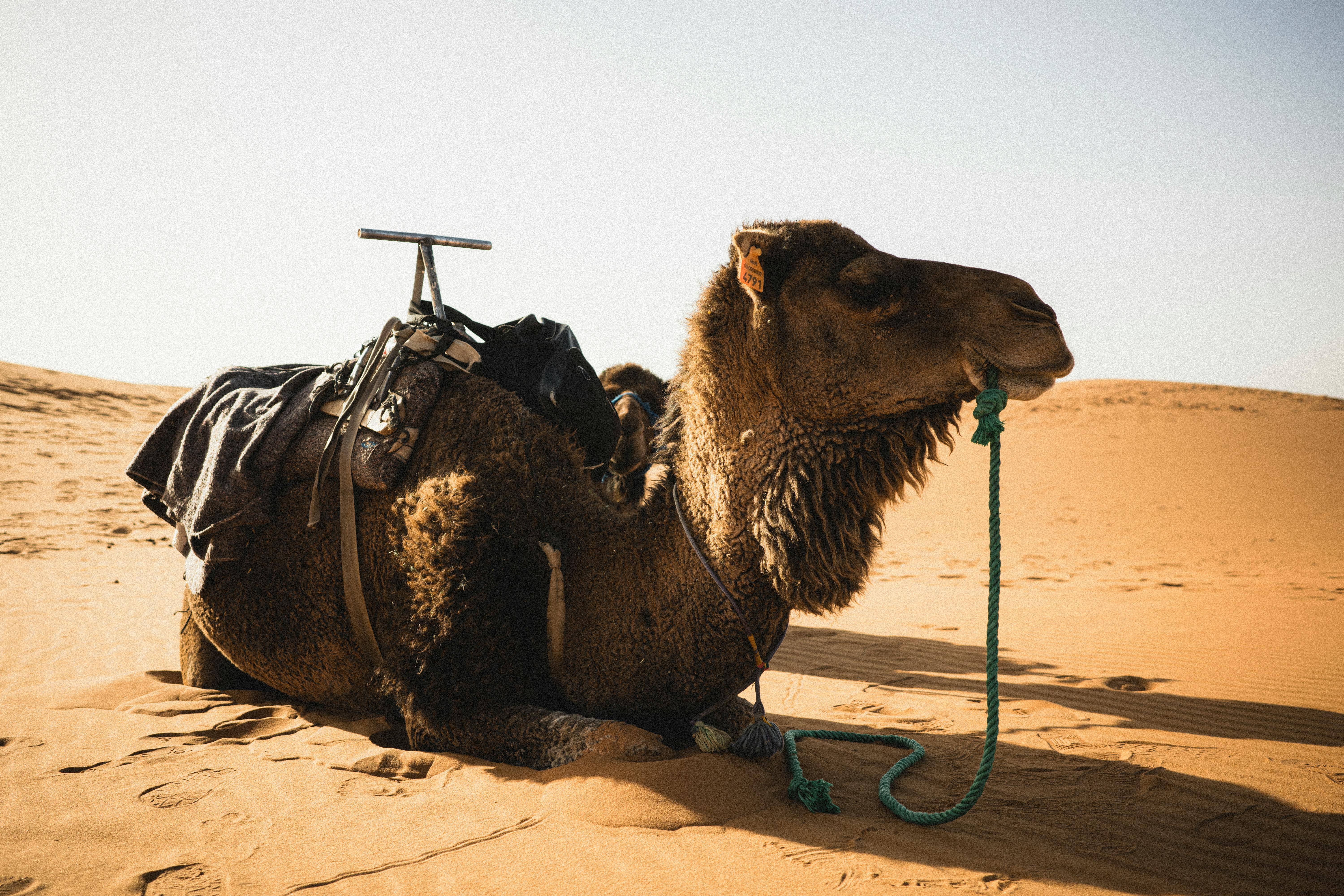 Resting Camel in the Moroccan Desert Sands · Free Stock Photo