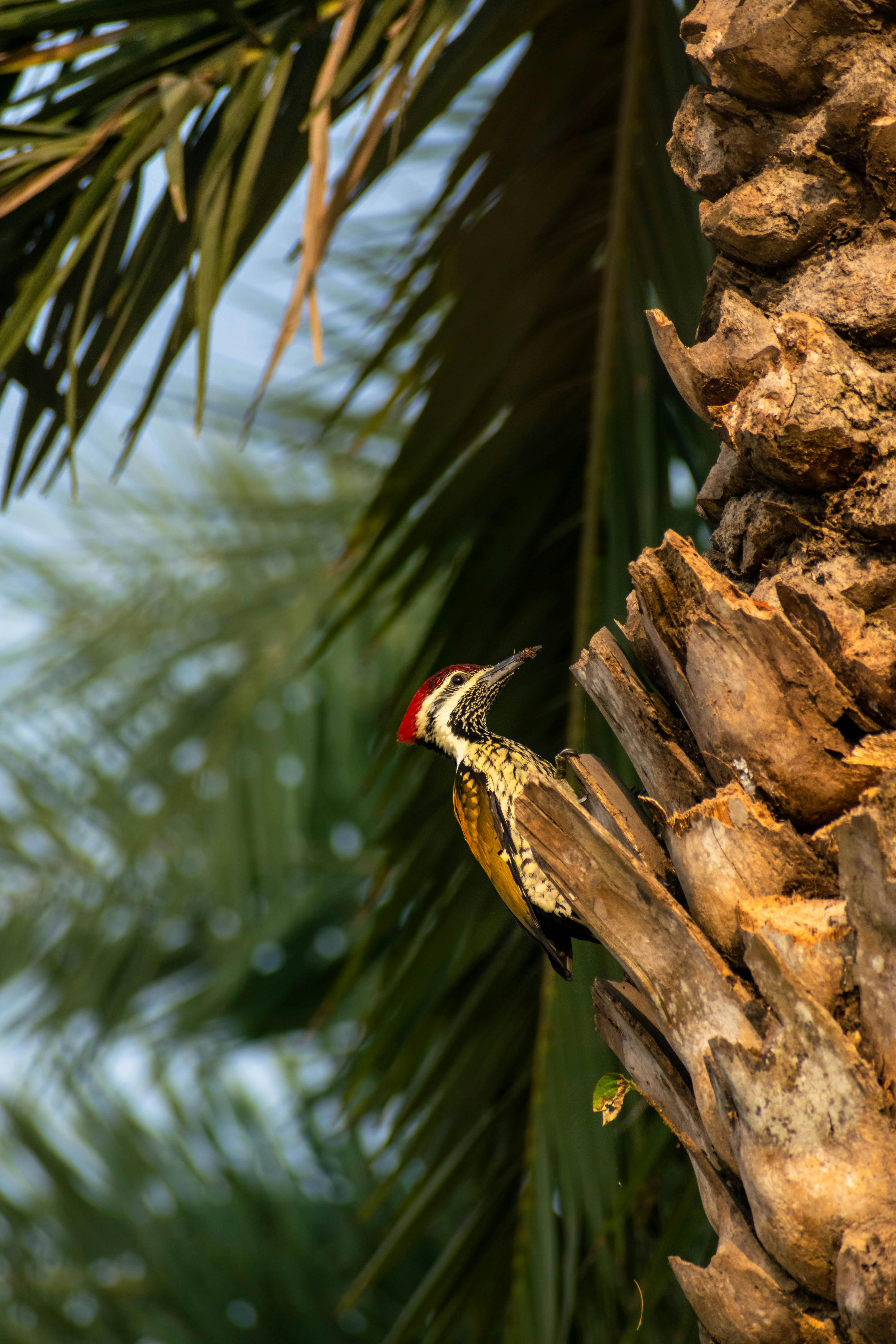 Common Flameback Woodpecker on Palm Tree · Free Stock Photo