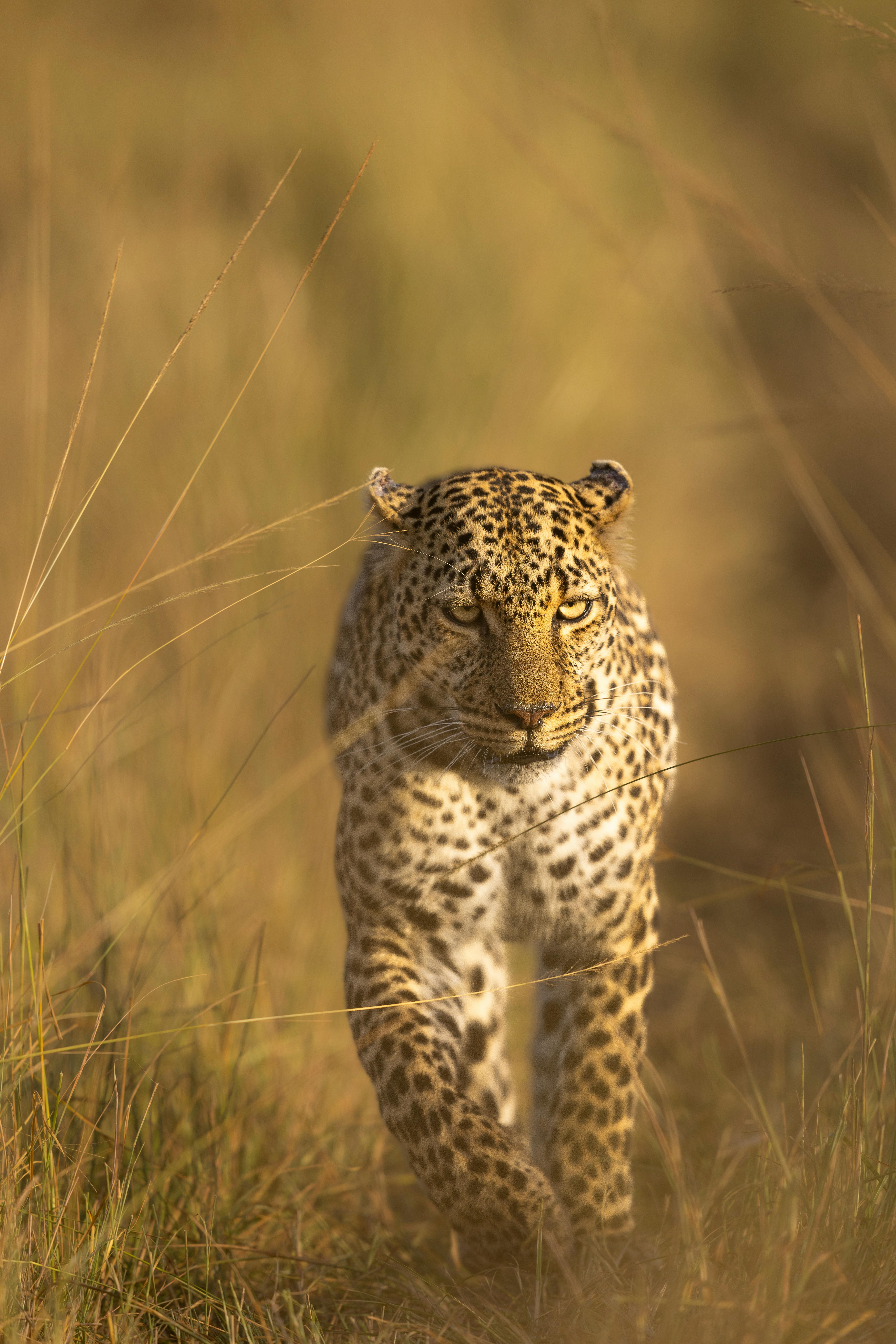 Majestic Leopard in Maasai Mara Grasslands · Free Stock Photo