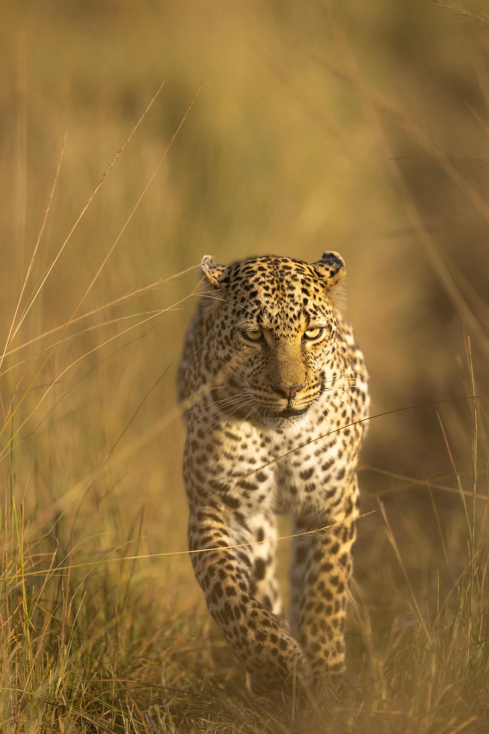 Leopard Wallpaper Photos, Download The BEST Free Leopard Wallpaper ...