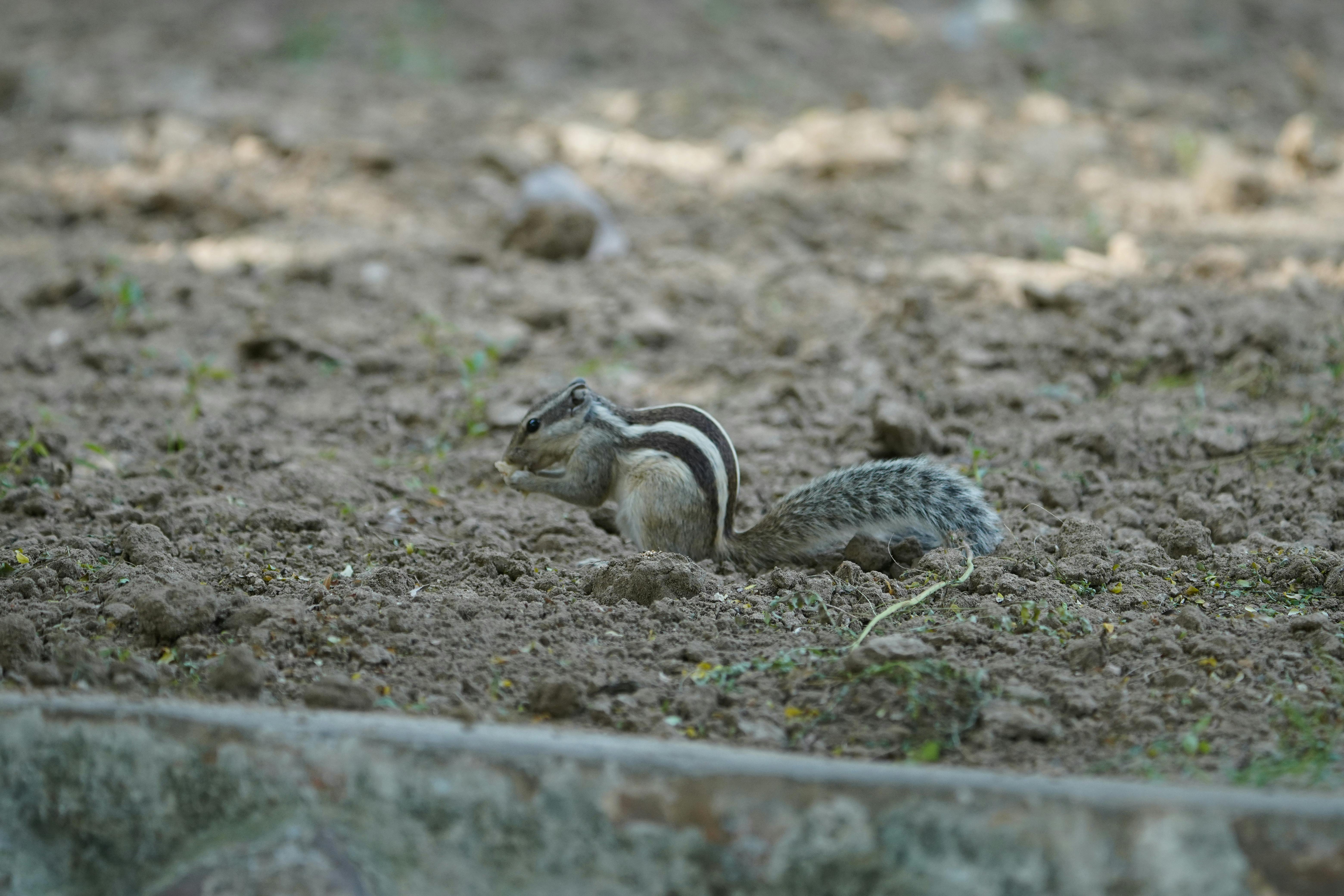 Garden Soil Photos, Download The BEST Free Garden Soil Stock Photos ...