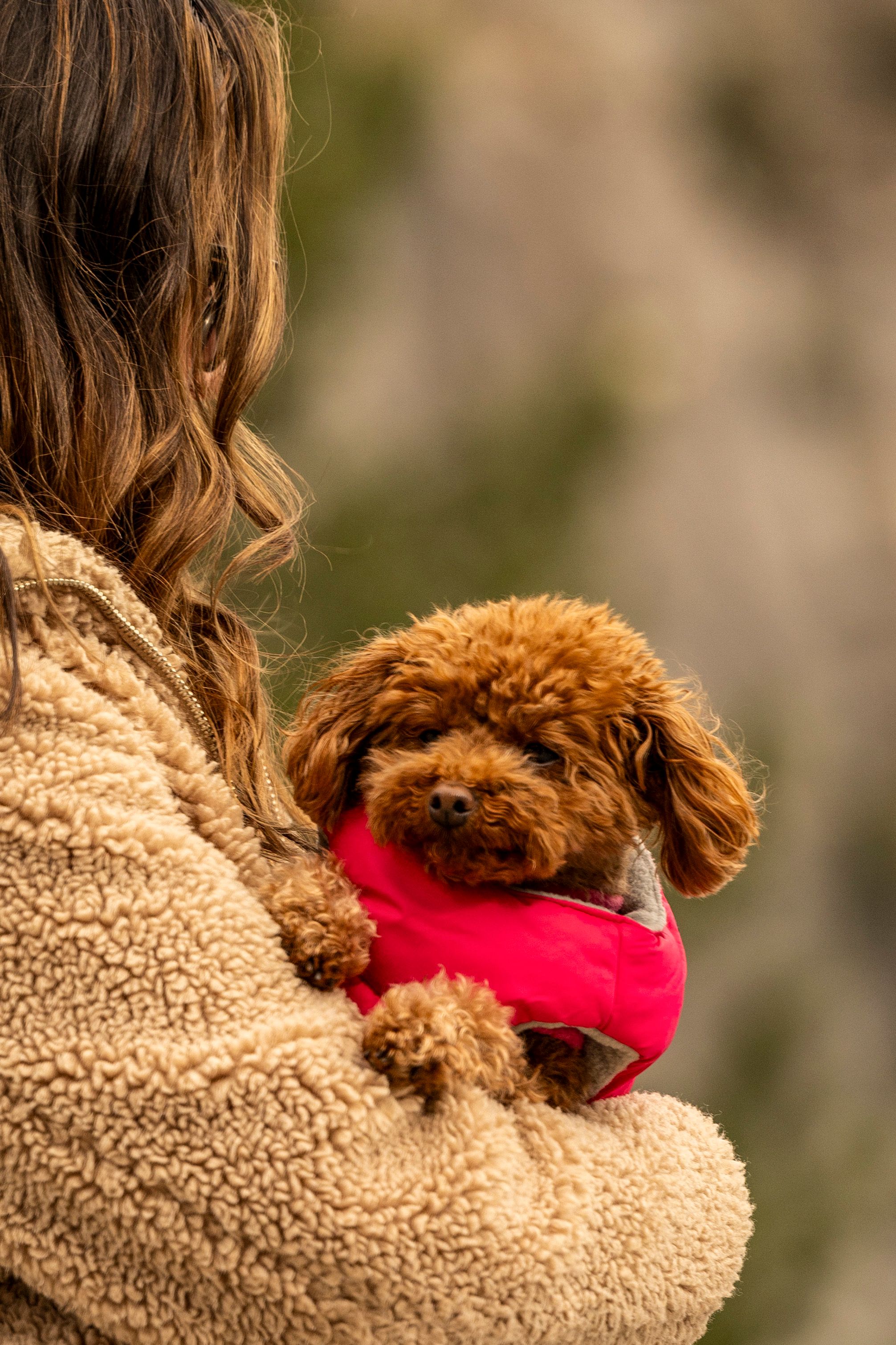 Lady Womean Withwhite Dog Photos, Download The BEST Free Lady Womean ...