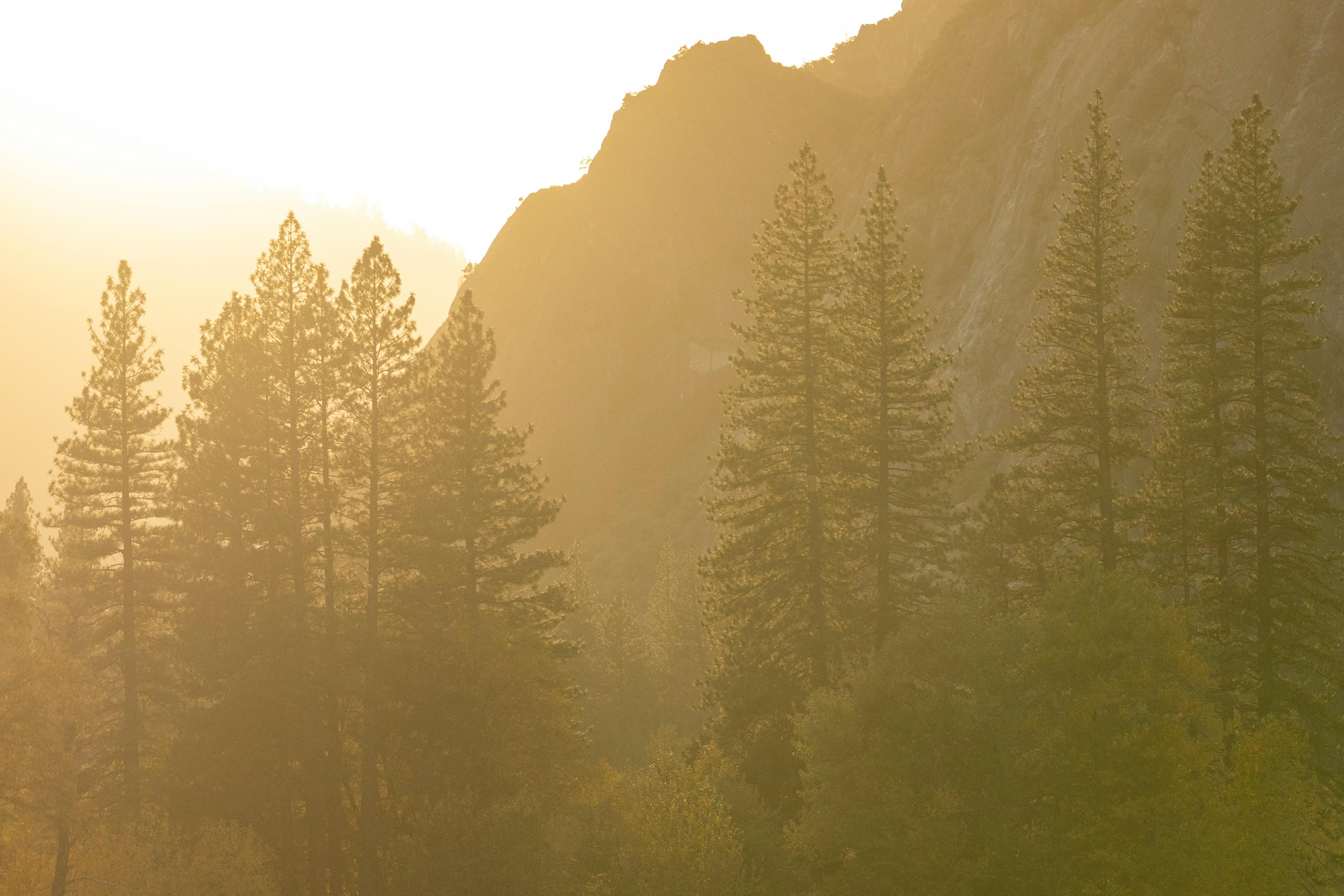 Misty Sunrise over Pine Forest Landscape · Free Stock Photo