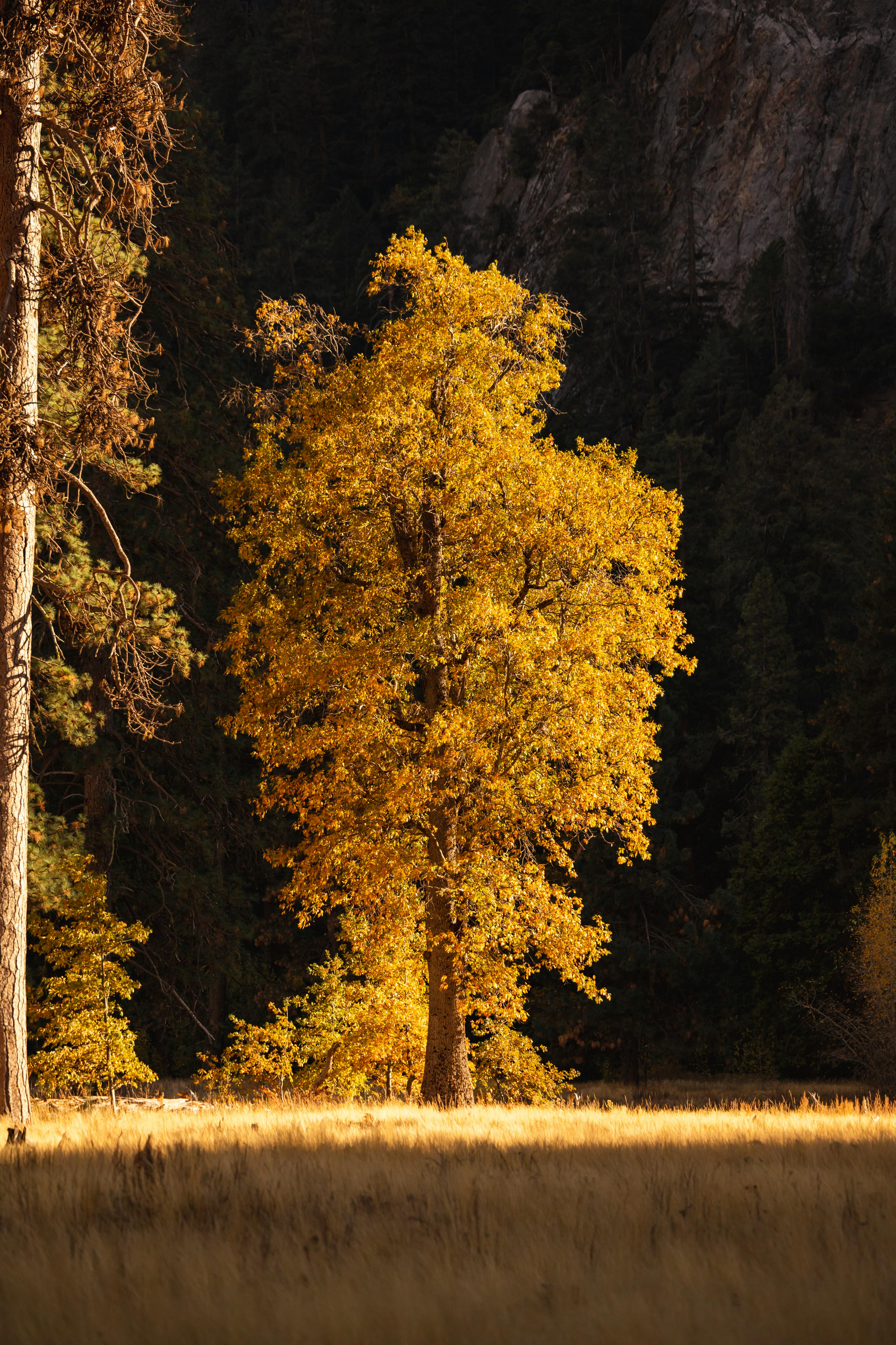 Golden Autumn Tree in Sunlit Forest · Free Stock Photo