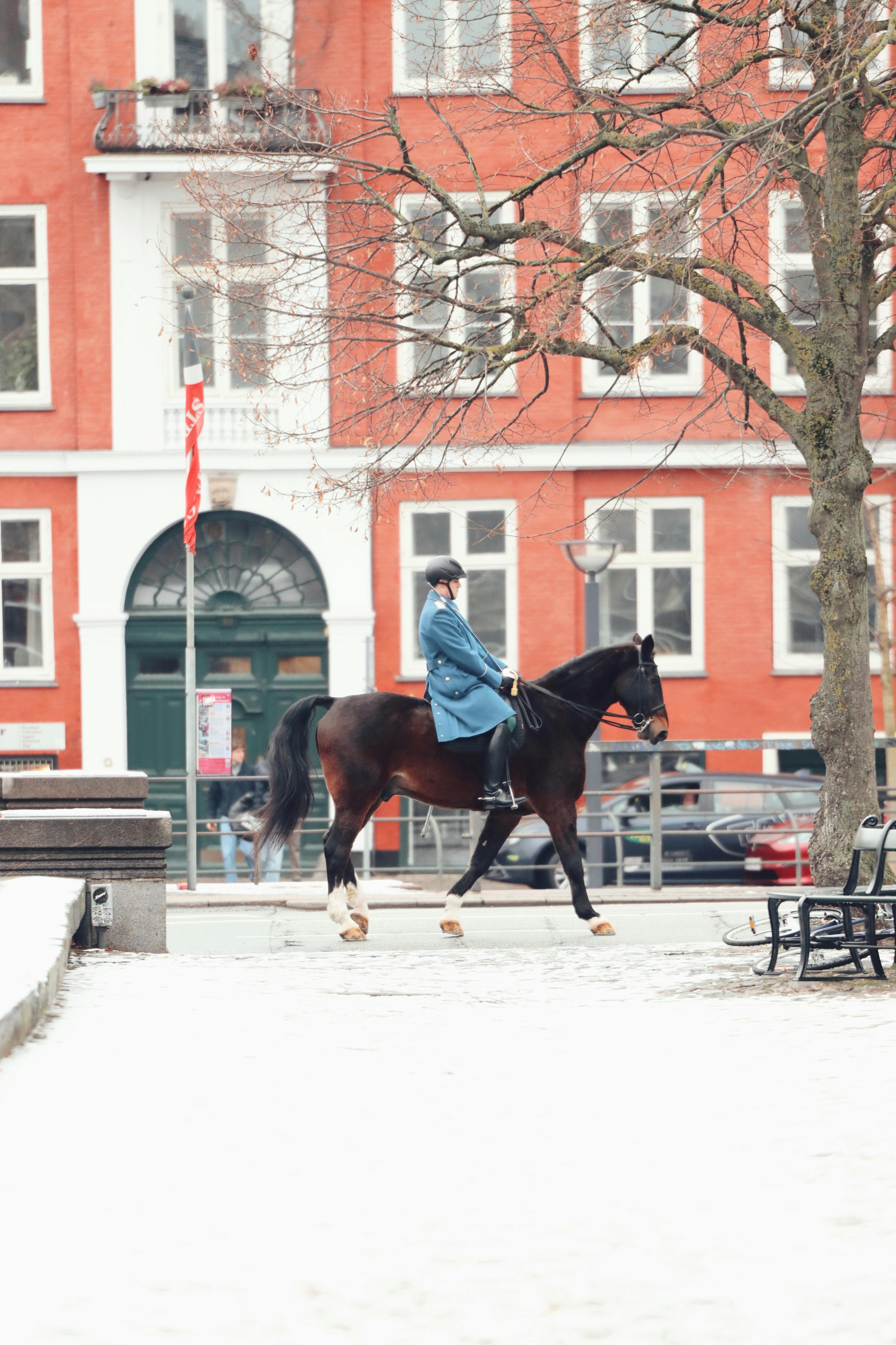 Danish Tree Photos, Download The BEST Free Danish Tree Stock Photos ...