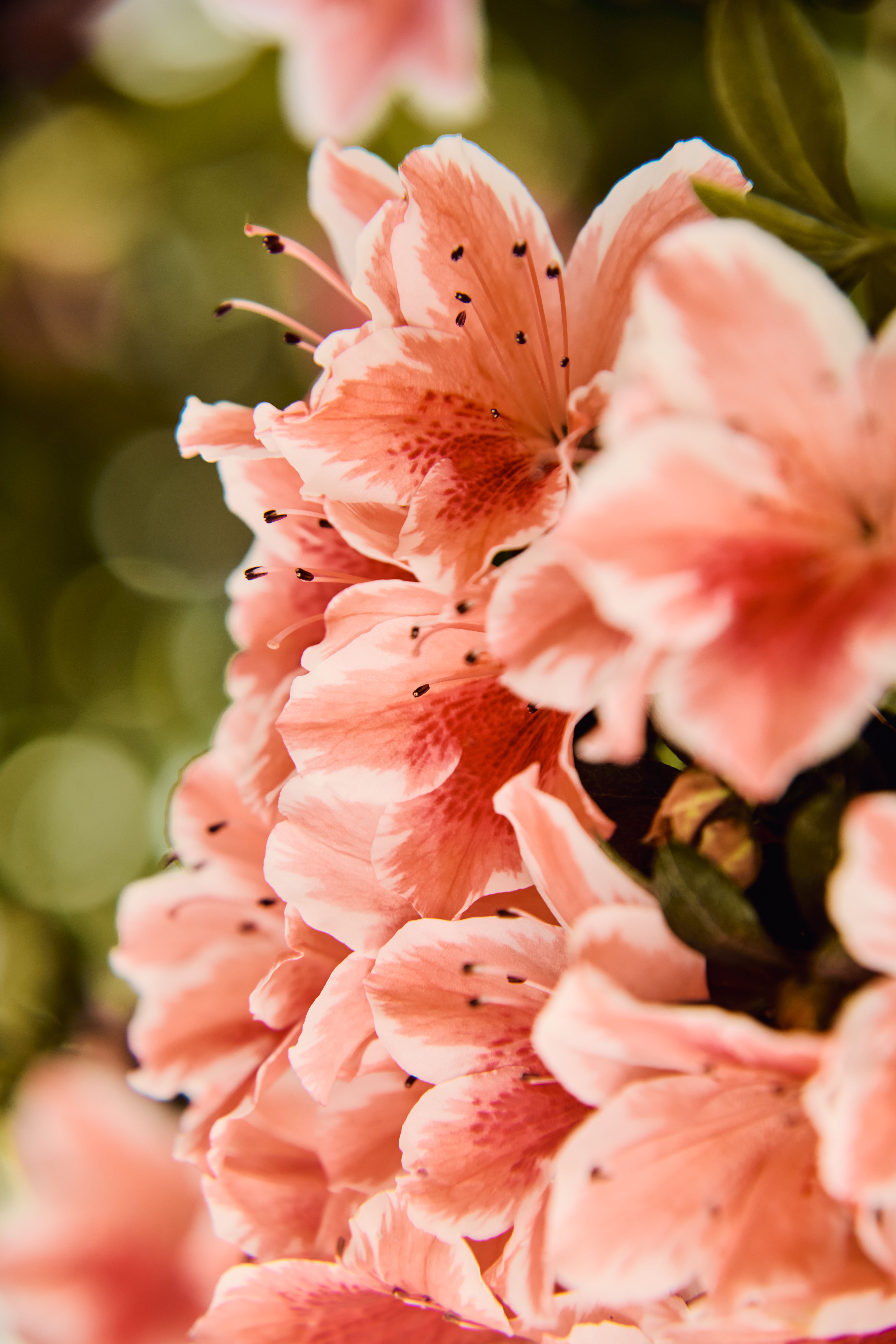 Close-up of Vibrant Azalea Flowers in Bloom · Free Stock Photo