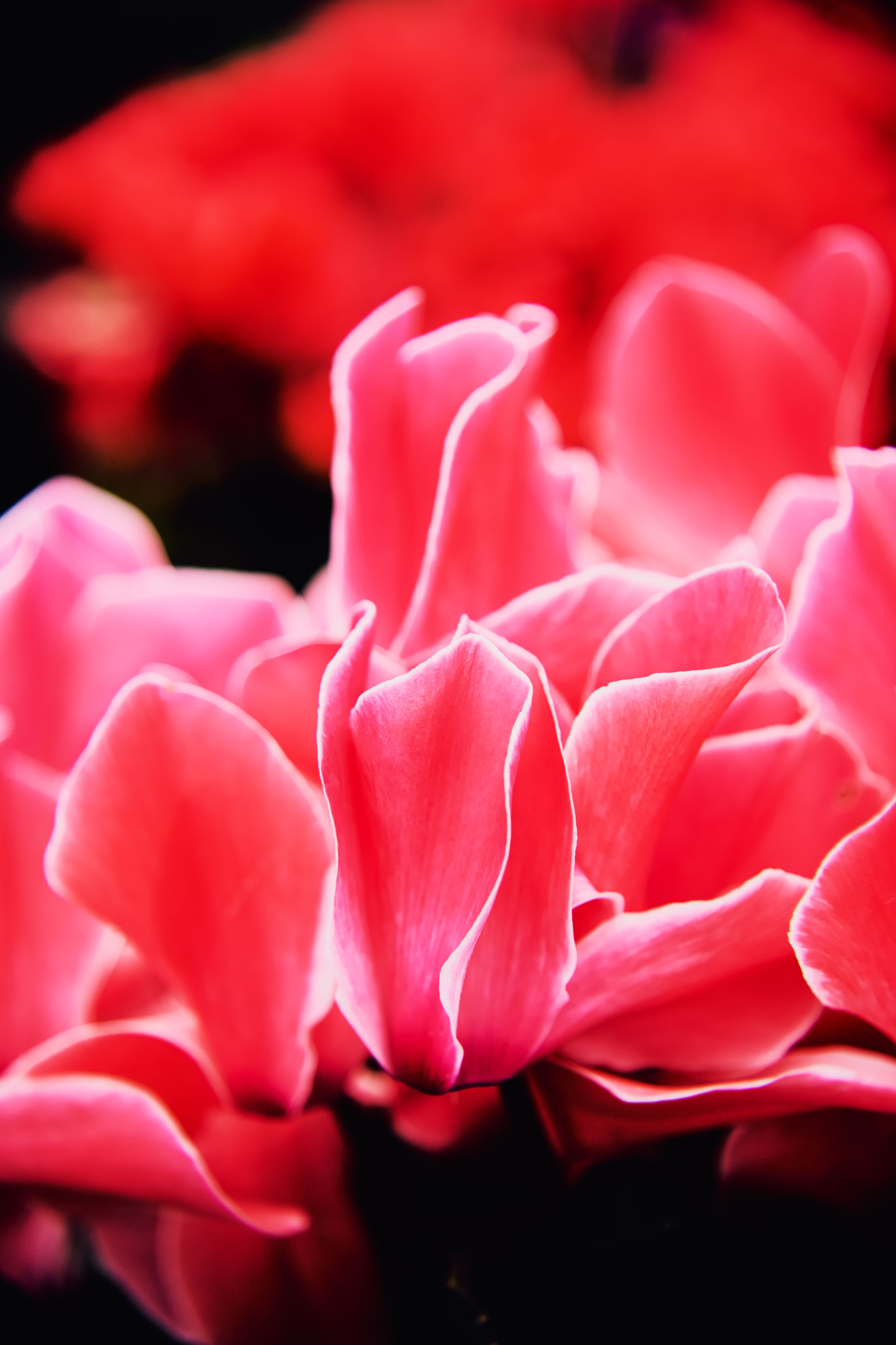 Close Up of Red Flowers · Free Stock Photo
