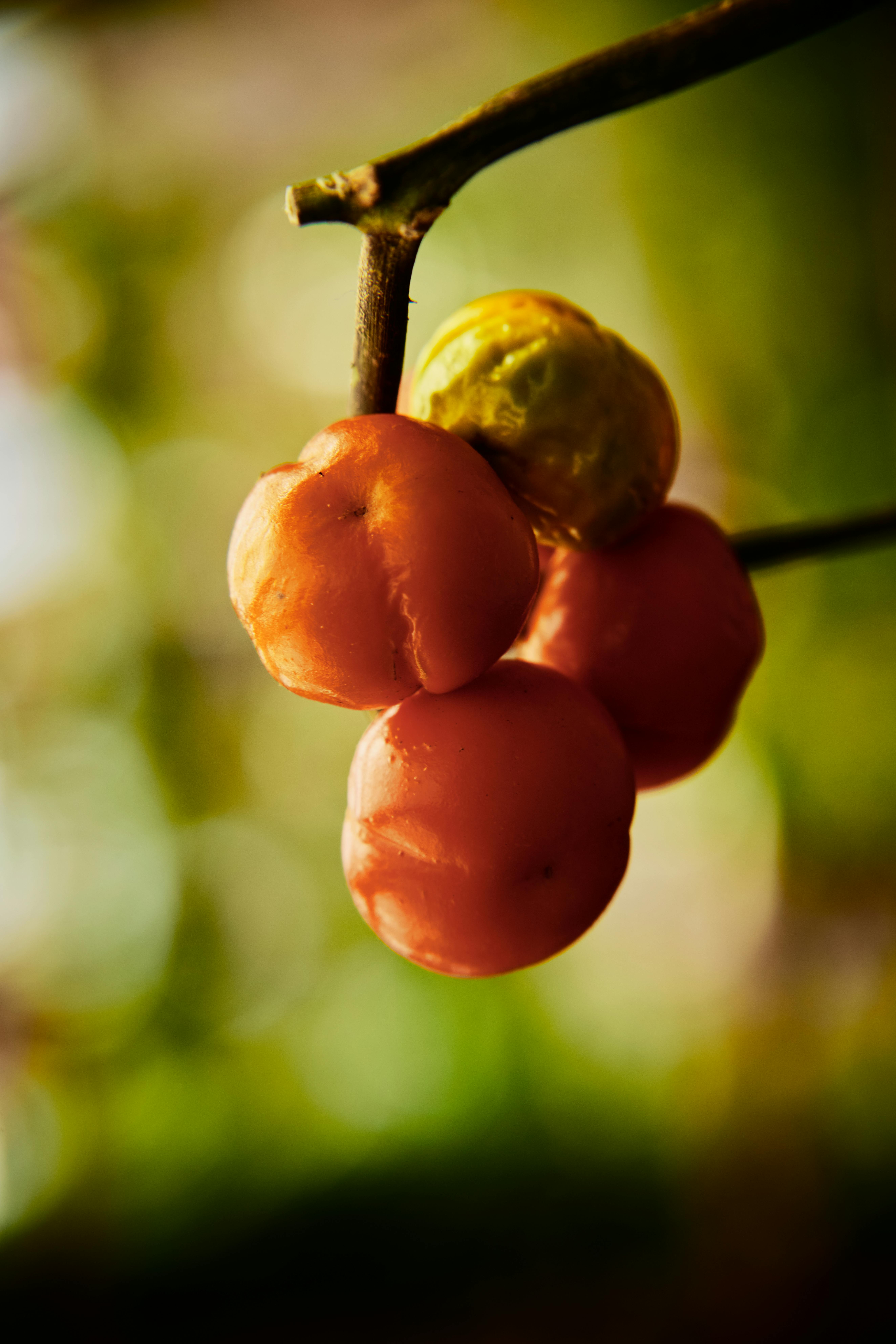 Close-Up of Ripe Fruit on a Branch · Free Stock Photo