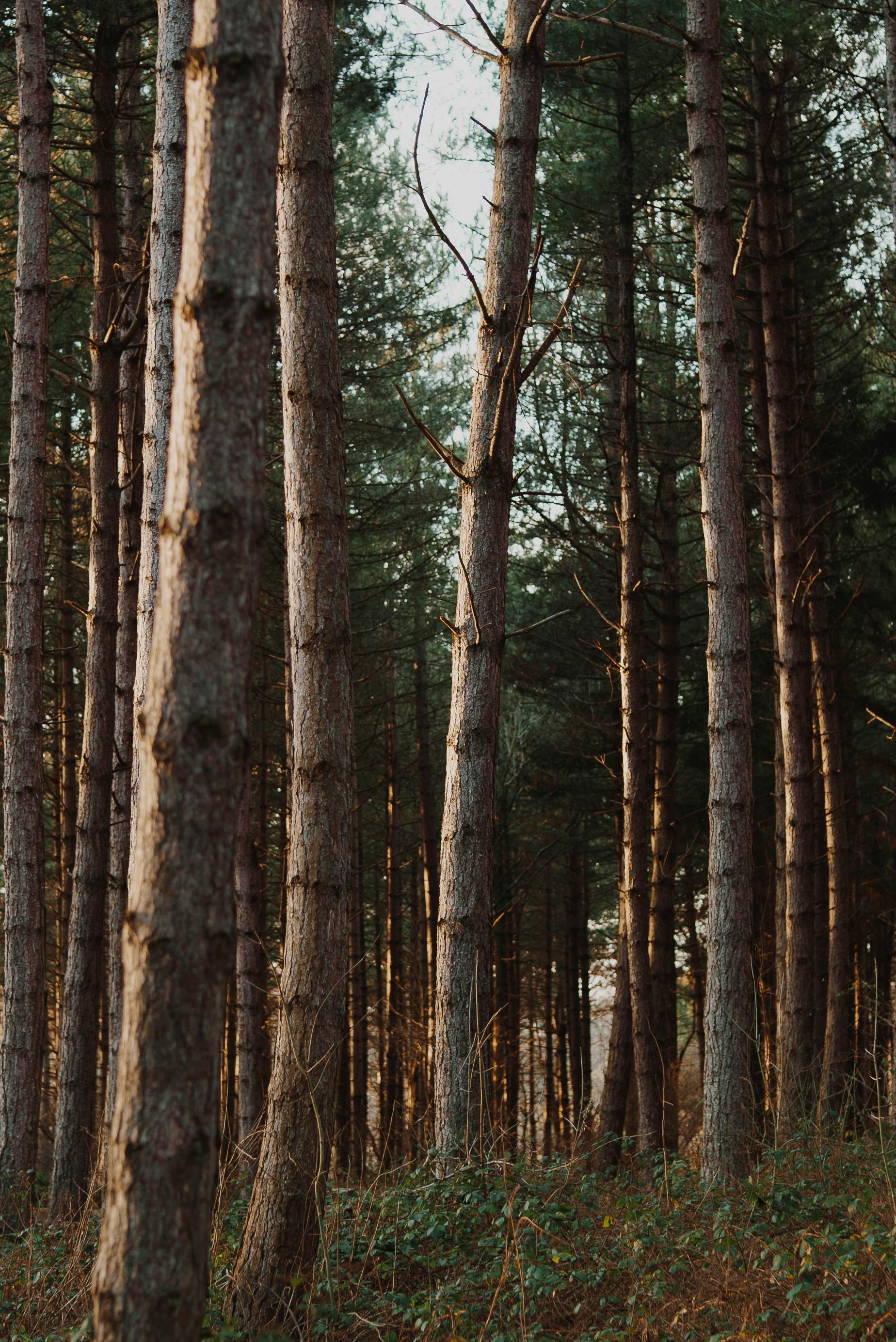 Brown Tree Trunks · Free Stock Photo