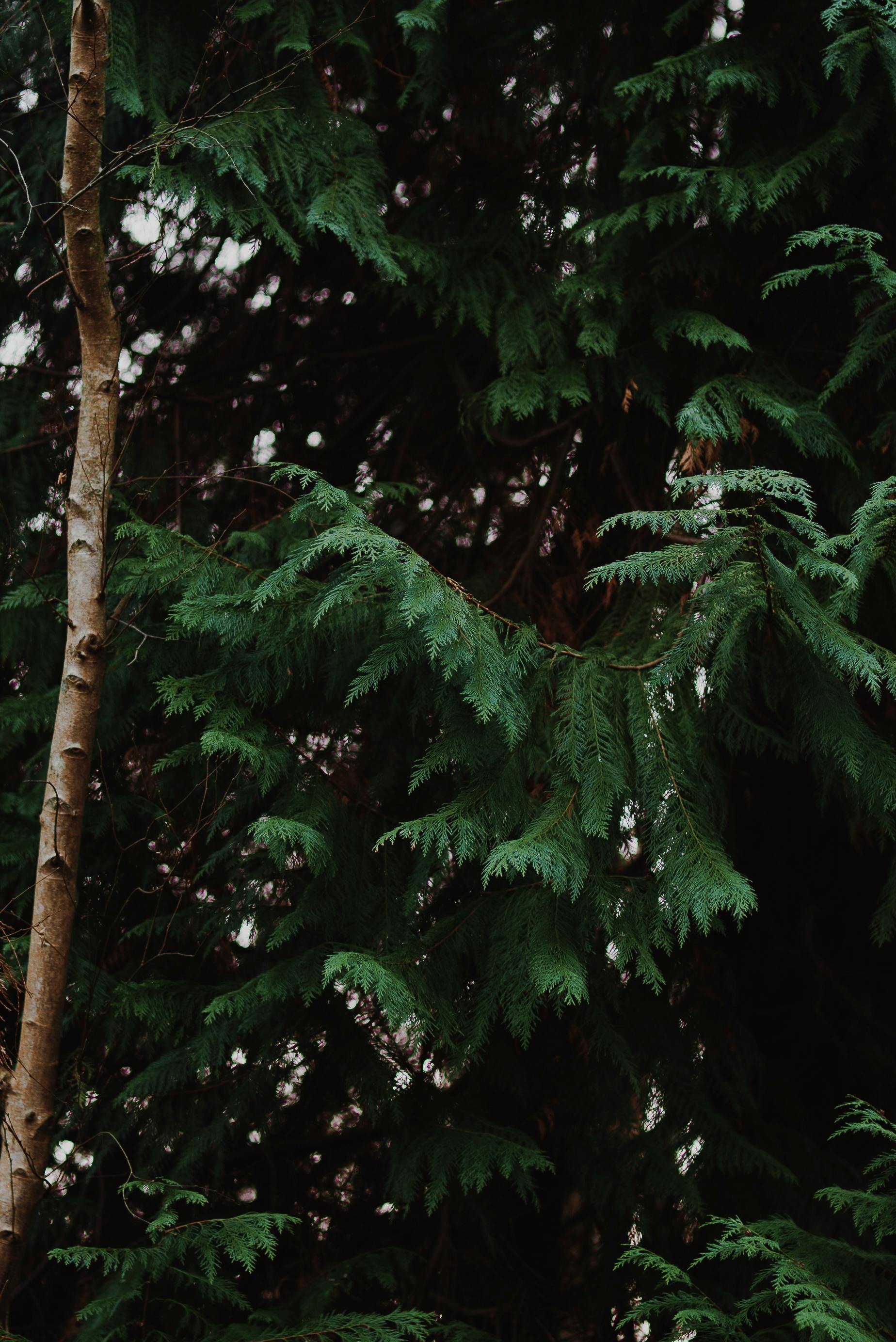 Árbol De Hojas Verdes · Fotos de stock gratuitas