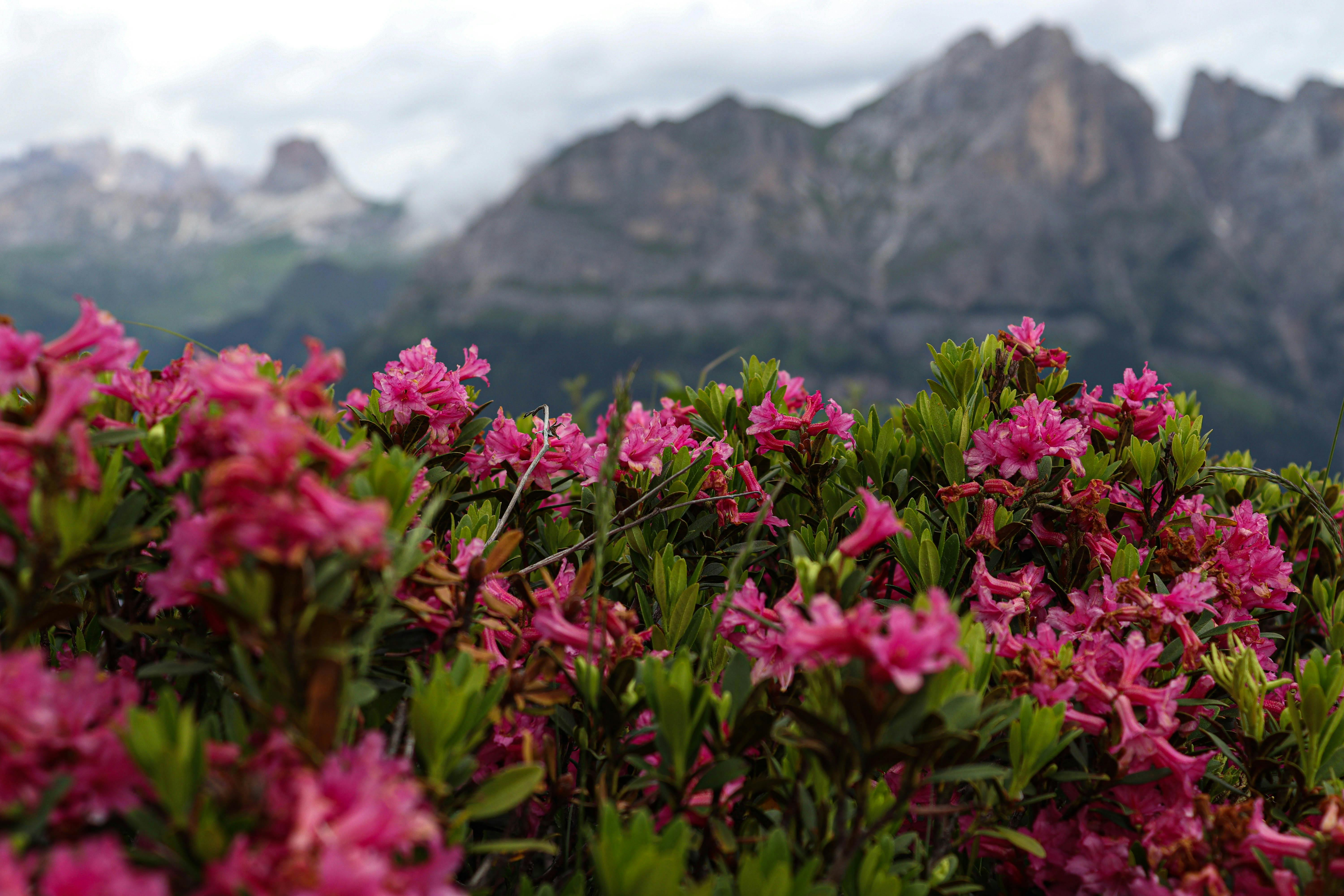 Vibrant Pink Alpine Flowers in Mountain Landscape · Free Stock Photo