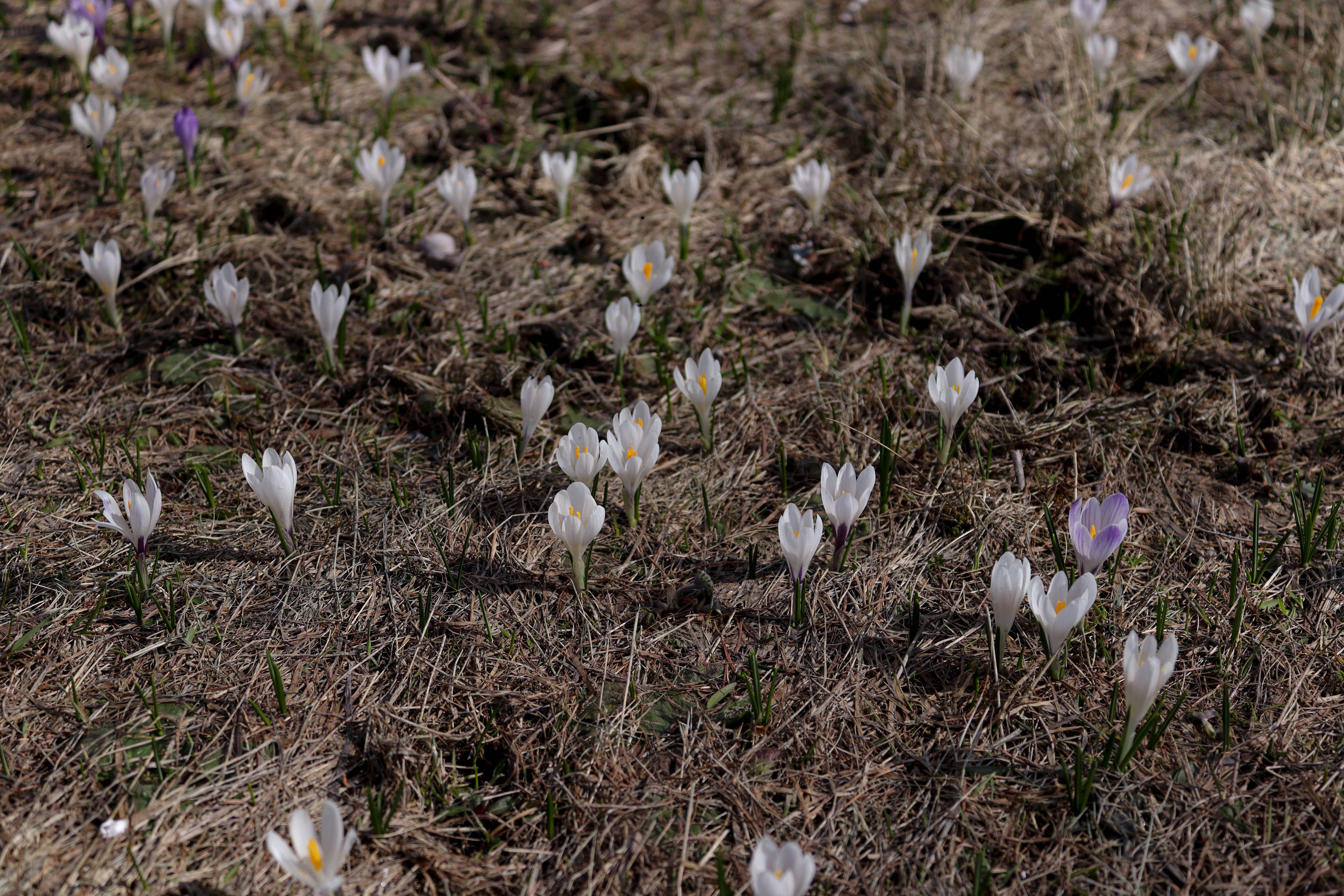 Blooming Spring Crocuses in Dry Grass Field · Free Stock Photo