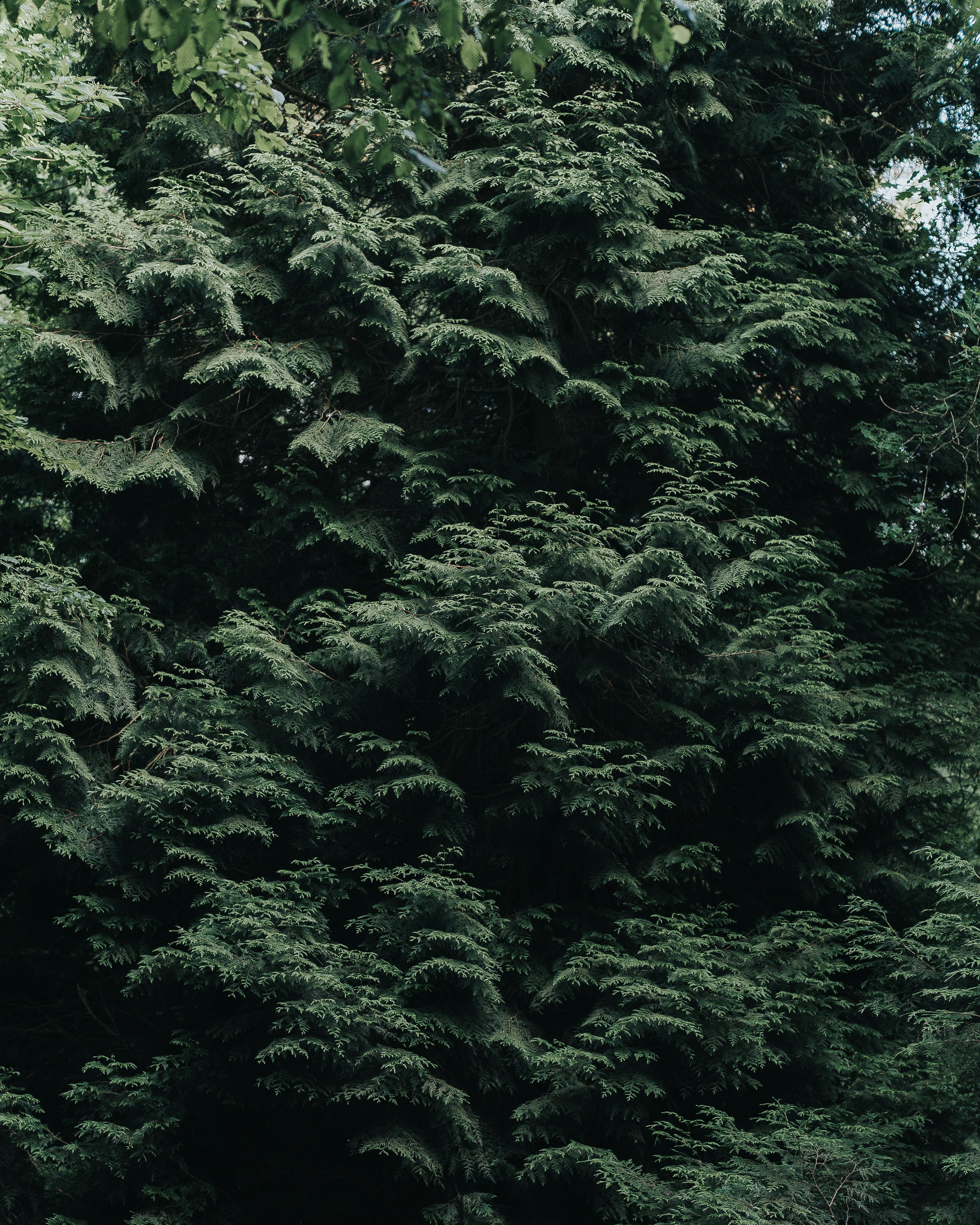 Green Leaves · Free Stock Photo