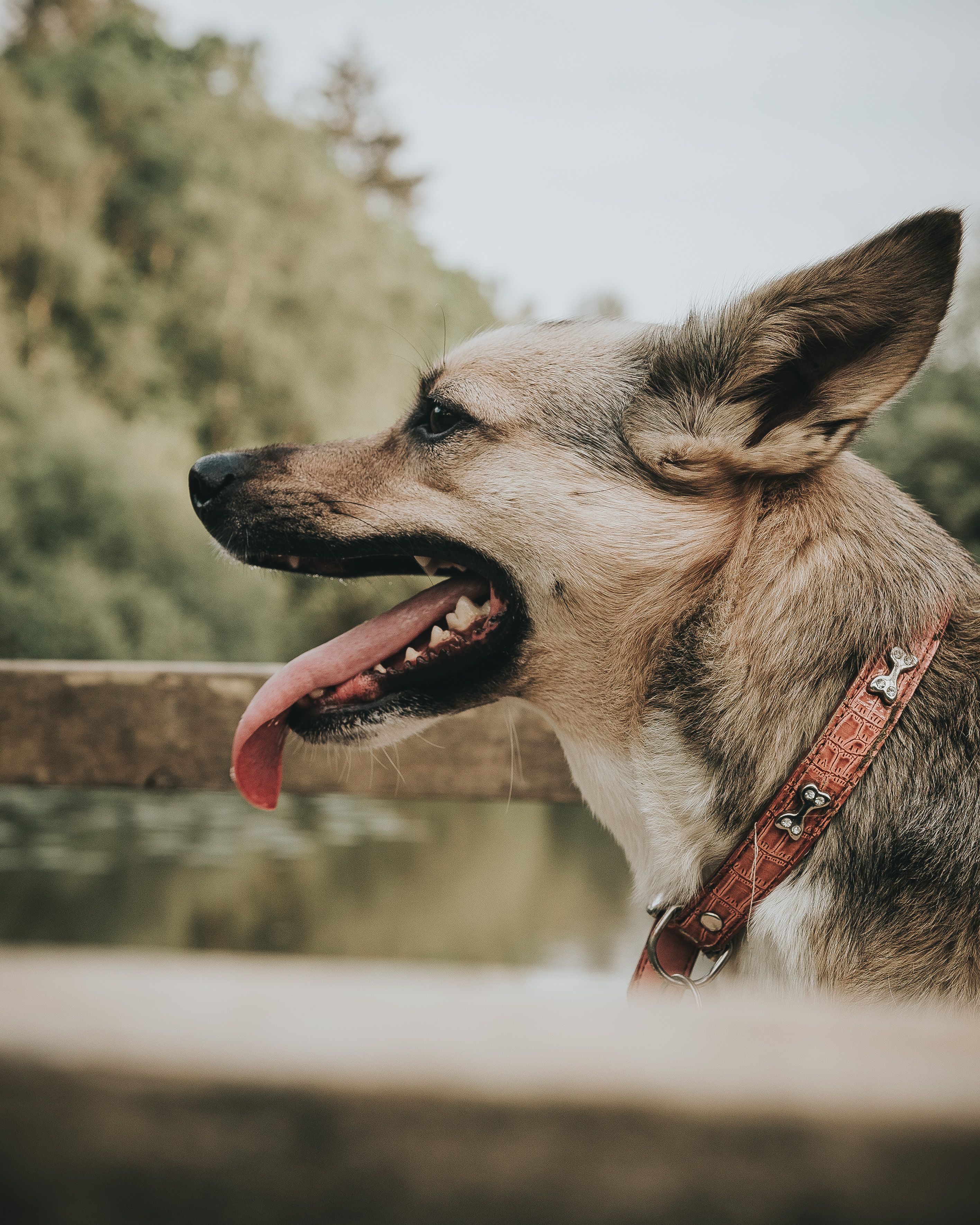 Side View Photo Of Dog · Free Stock Photo