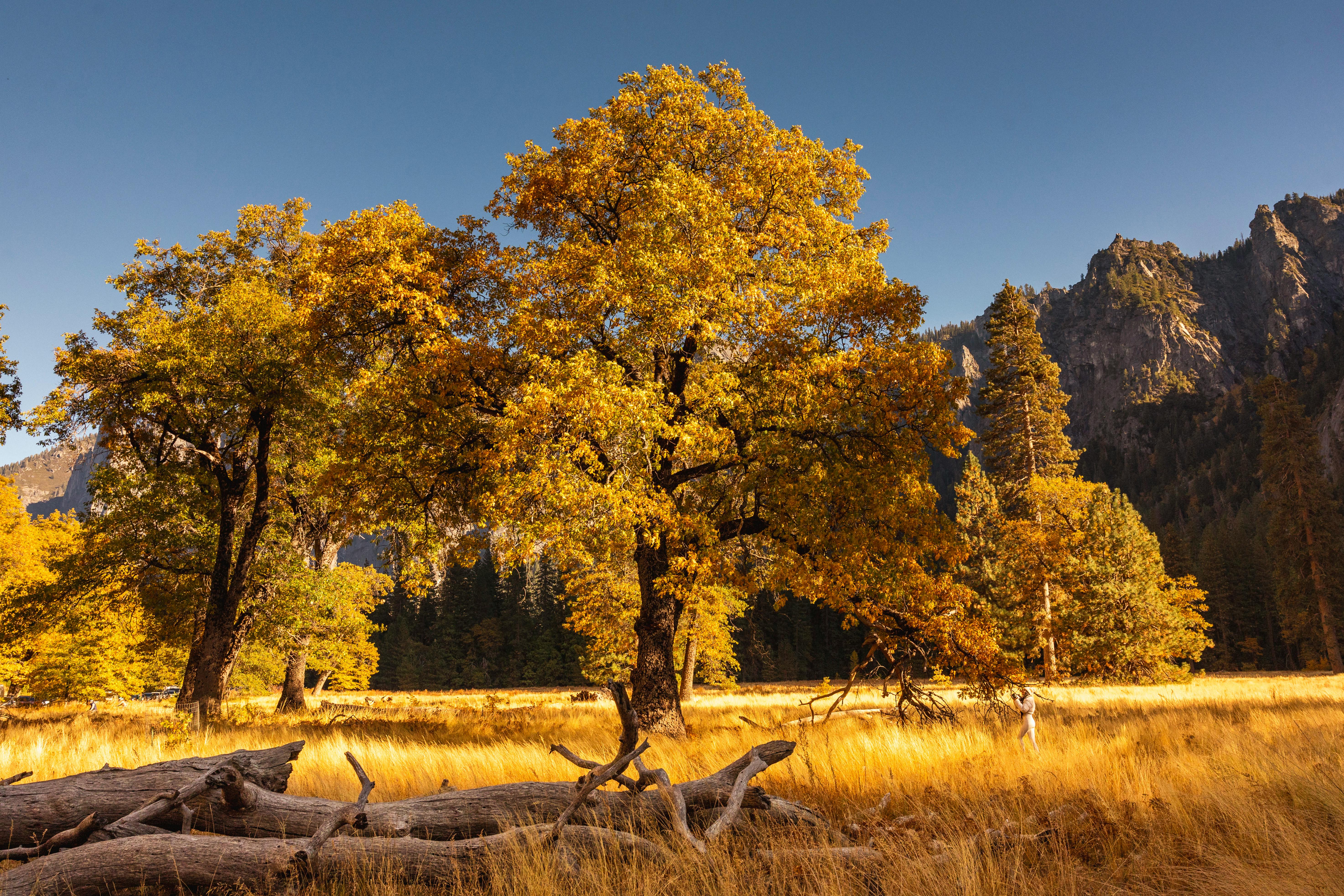 Golden Autumn Trees in Picturesque Meadow · Free Stock Photo
