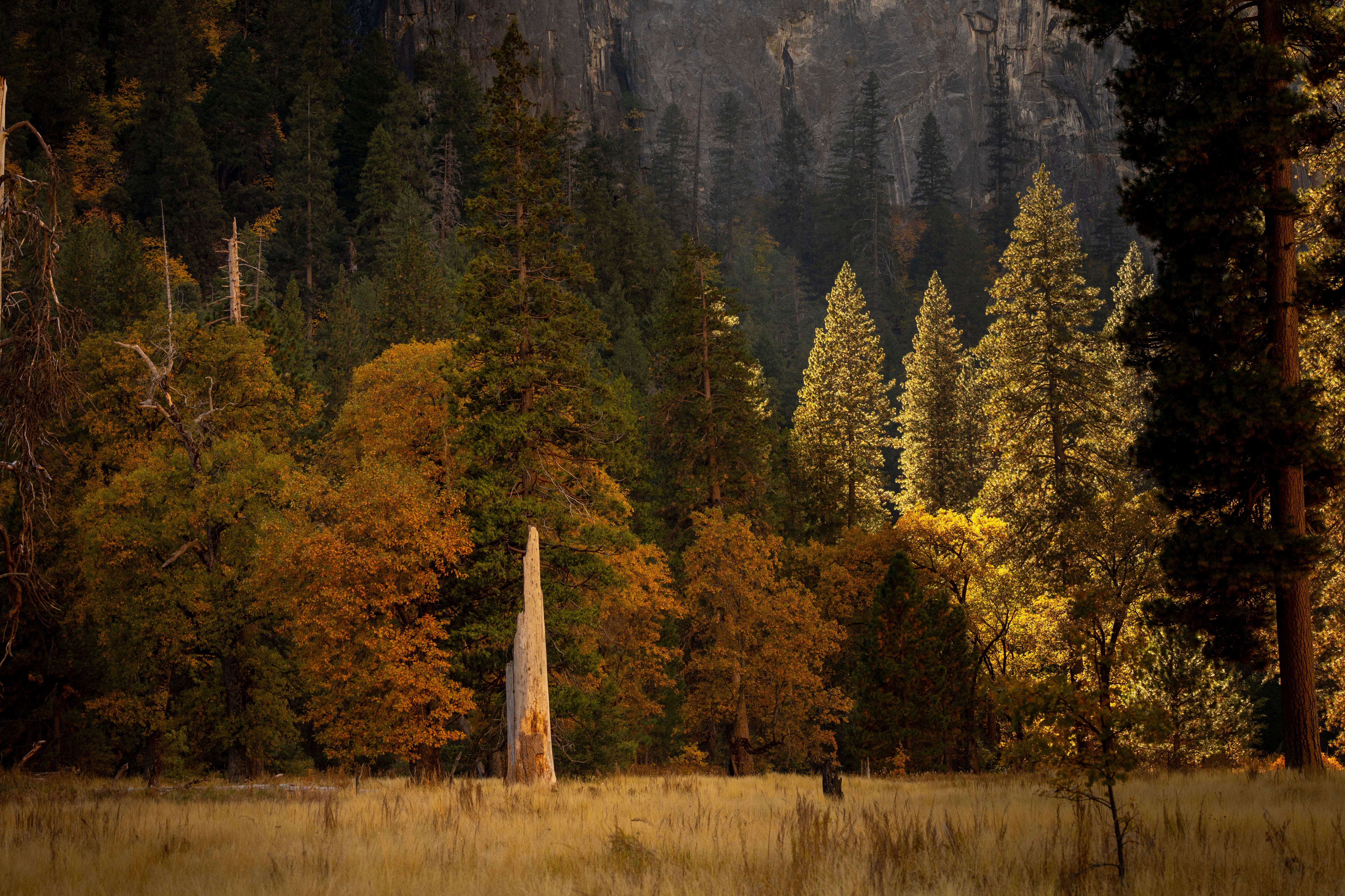 Stunning Autumn Forest Landscape in Fall Colors · Free Stock Photo