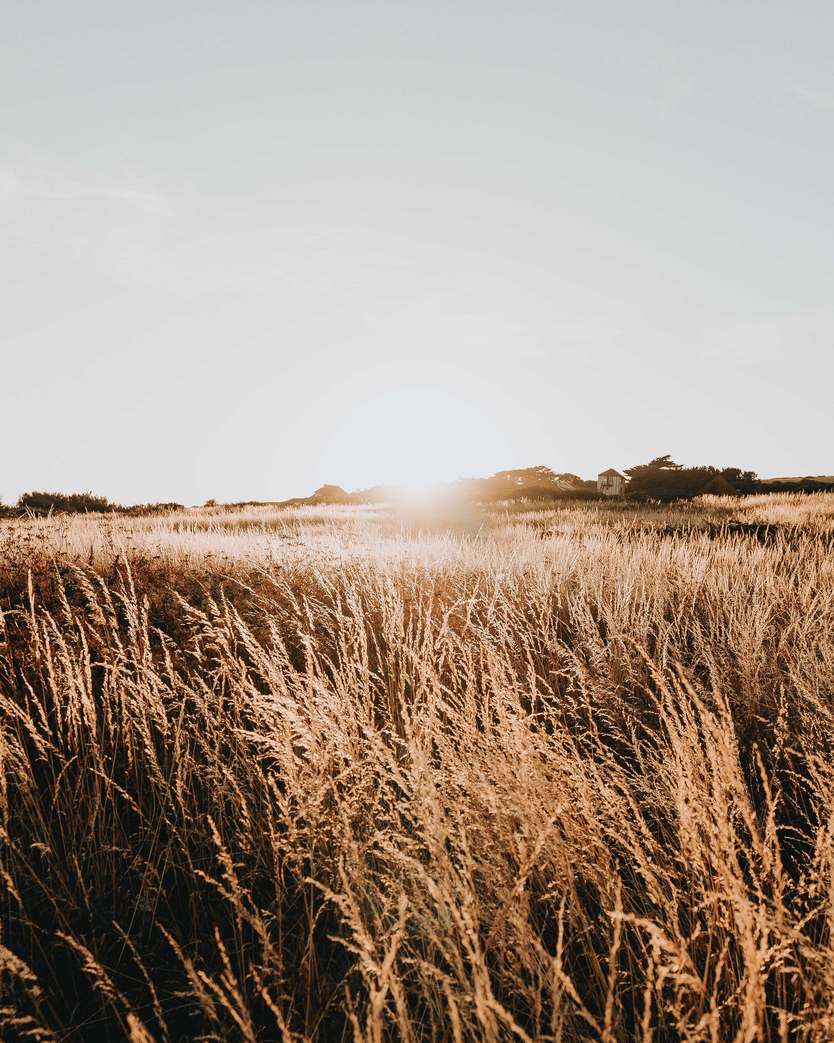 Sunset and Dry Grass · Free Stock Photo