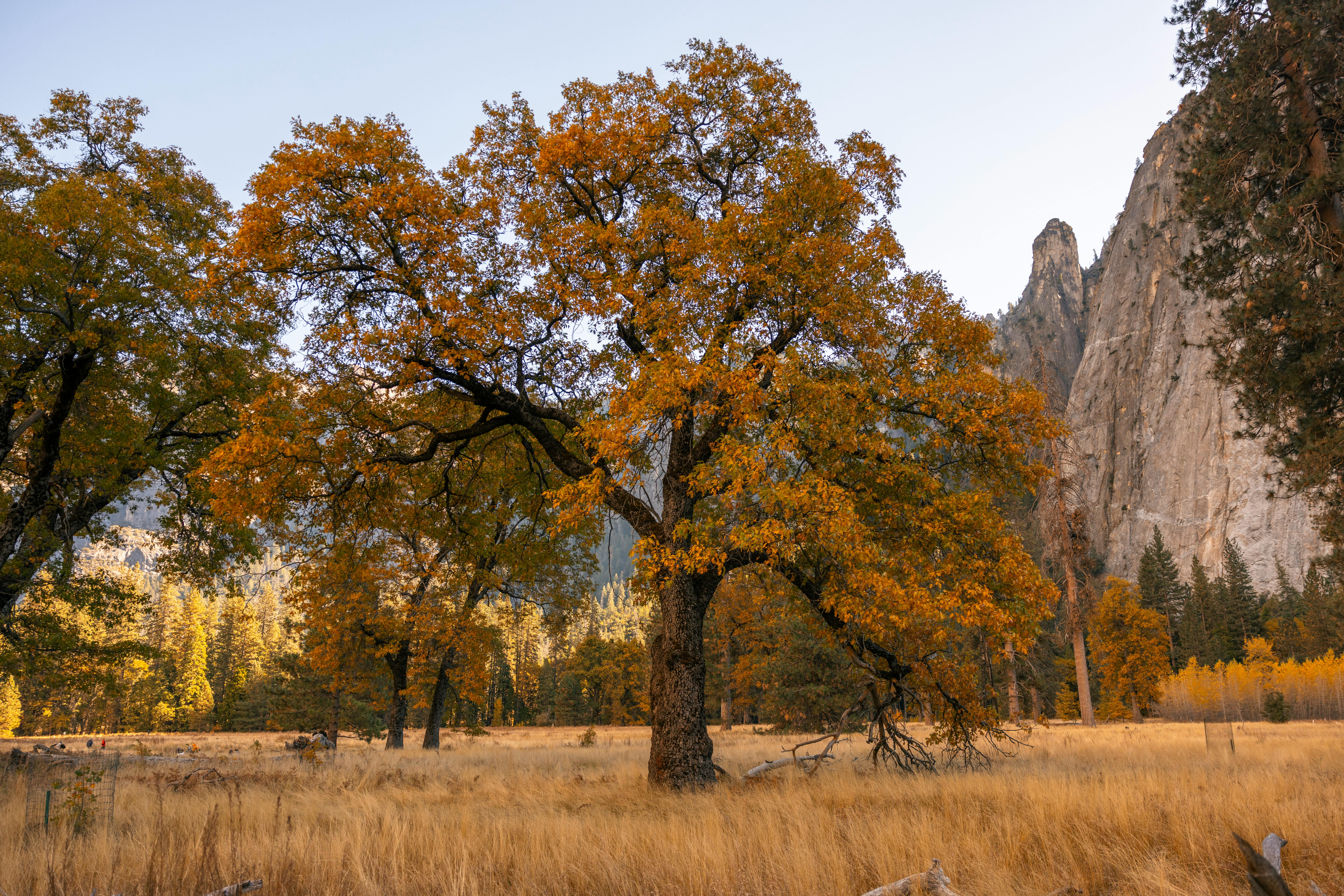 Majestic Oak Tree in Yosemite National Park · Free Stock Photo