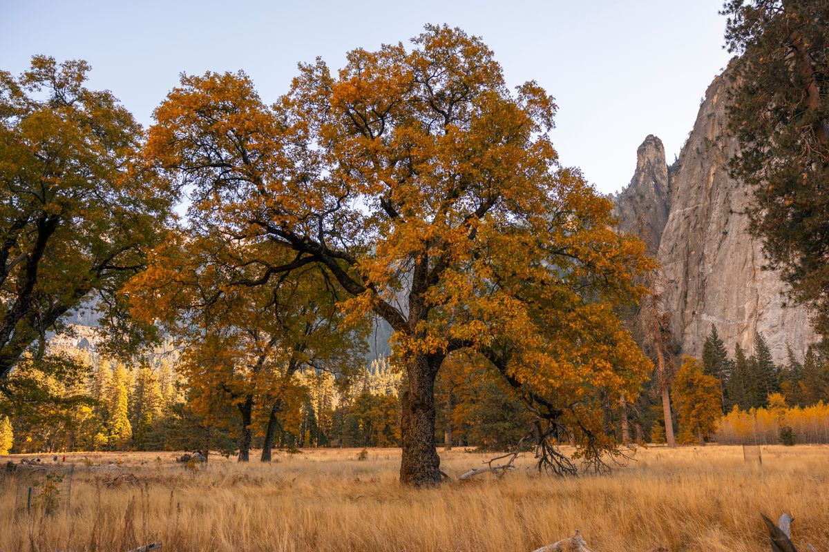 Oak Tree Photos, Download The BEST Free Oak Tree Stock Photos & HD Images