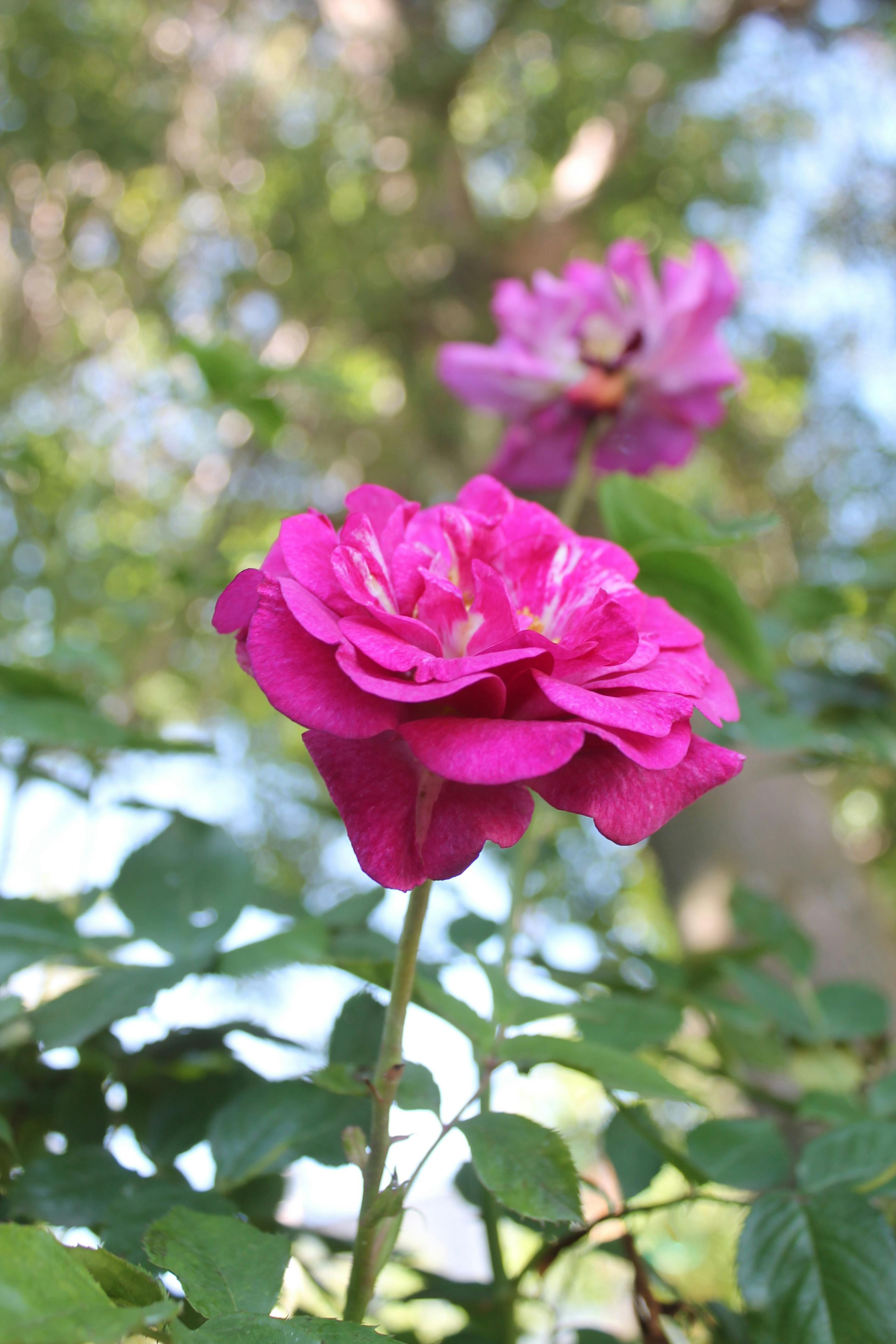 Close-up of Vibrant Pink Roses in Bloom · Free Stock Photo
