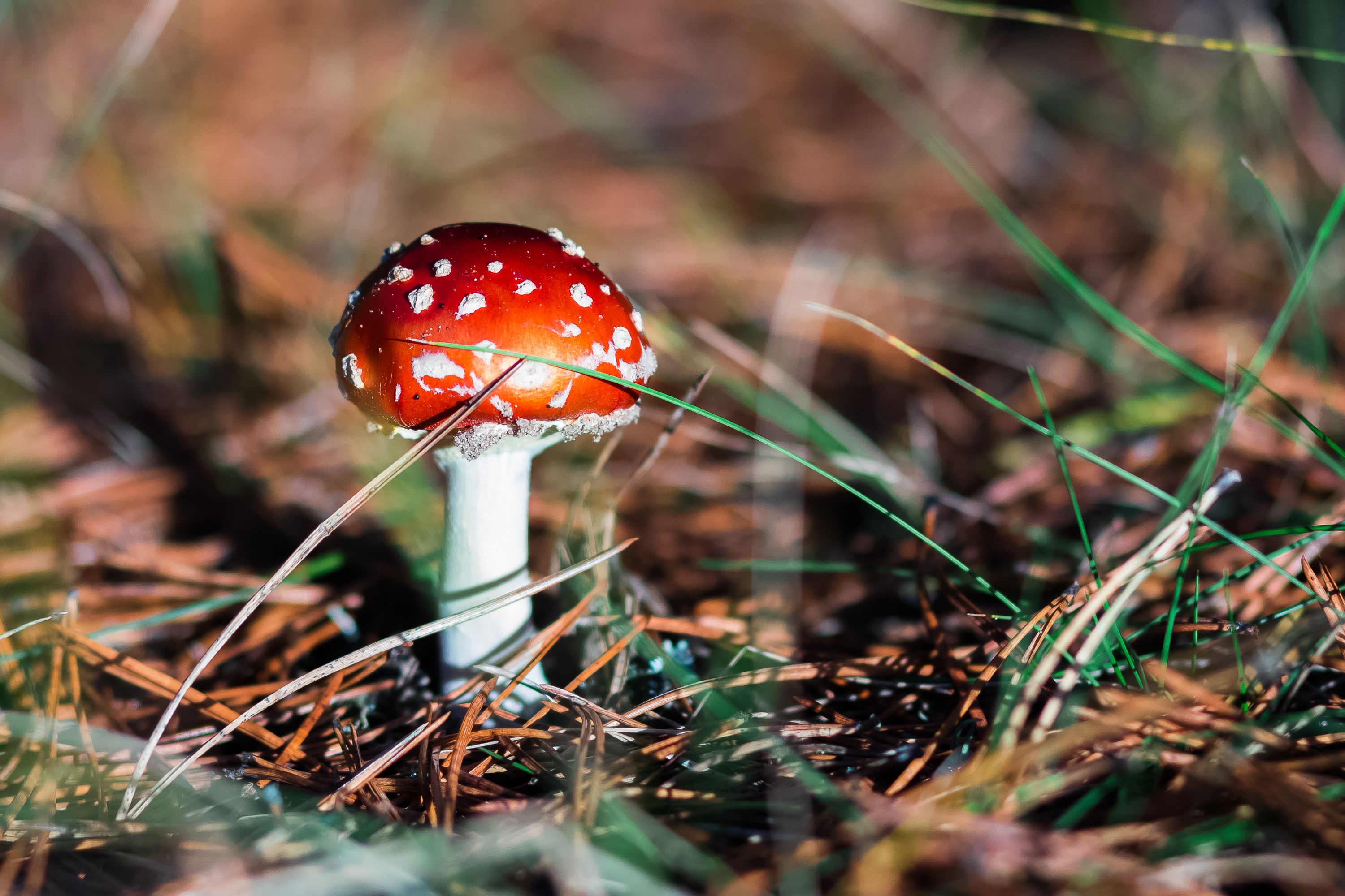 Biodiversity Photos, Download The BEST Free Biodiversity Stock Photos ...
